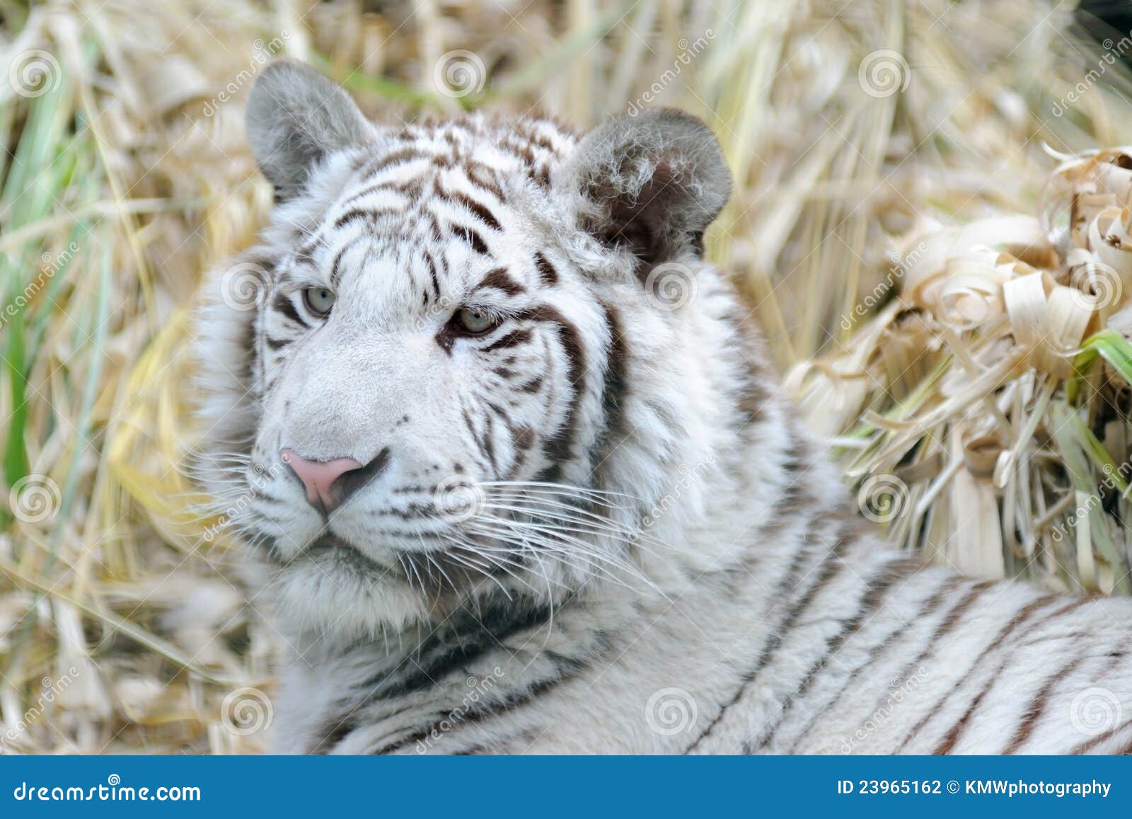 White Tiger with Fluffy Ears Stock Photo - Image of fierce, ferocious ...