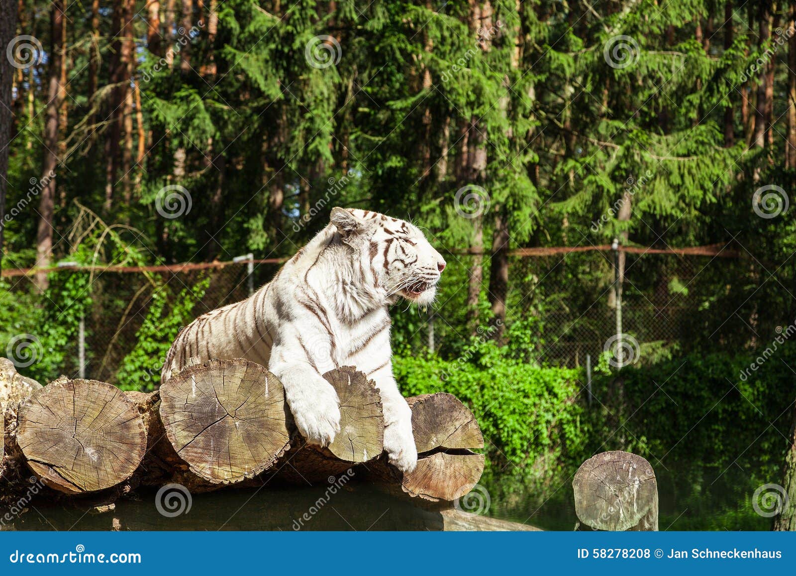 White Tiger stock photo. Image of africa, african, exotic - 58278208