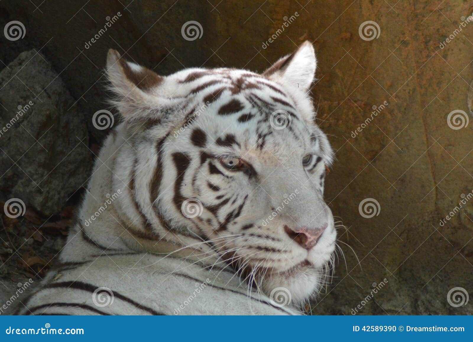 A White Tiger in a French Zoo Stock Photo - Image of white, beautiful ...