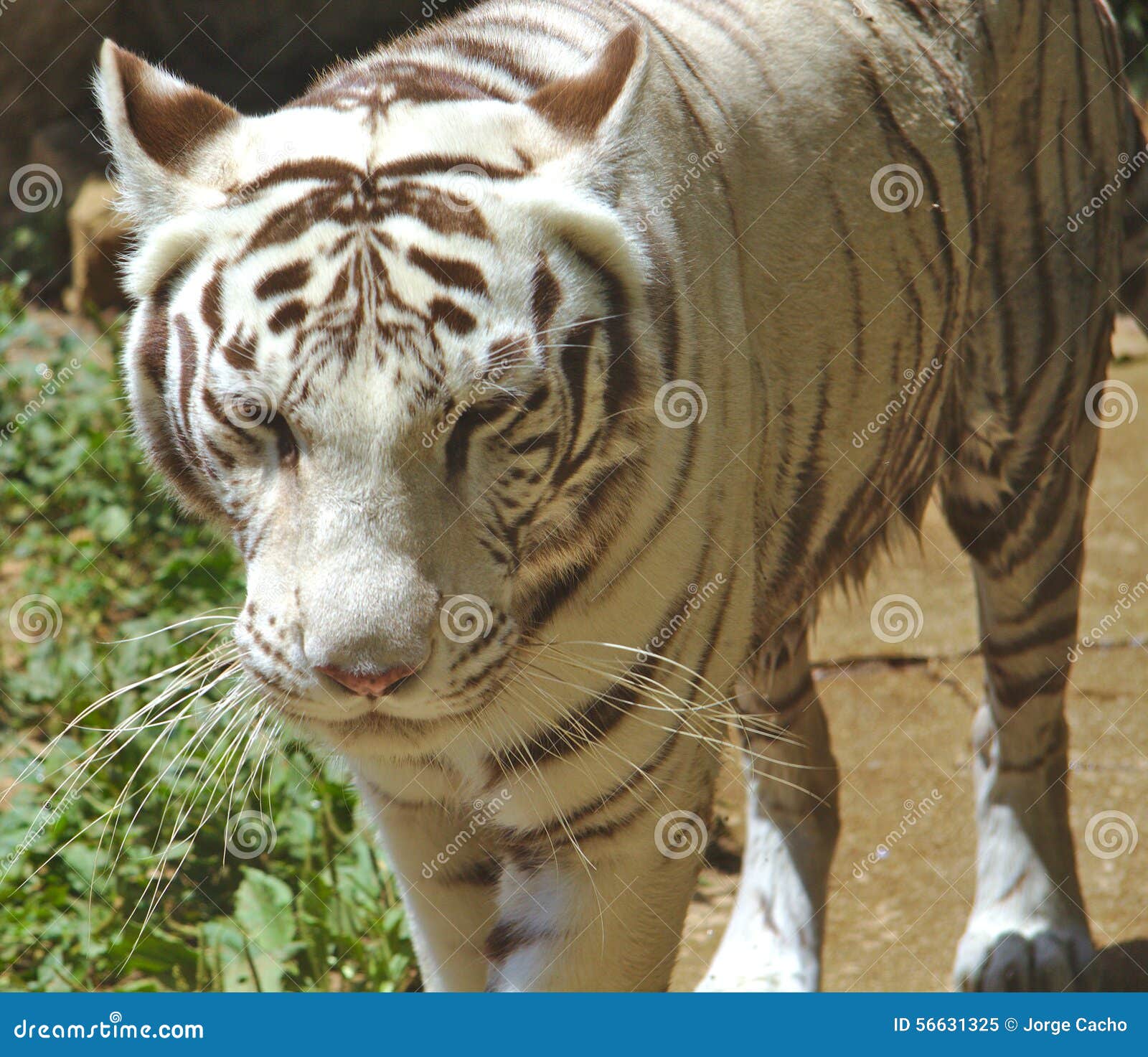 White tiger stock image. Image of feline, endangered - 56631325