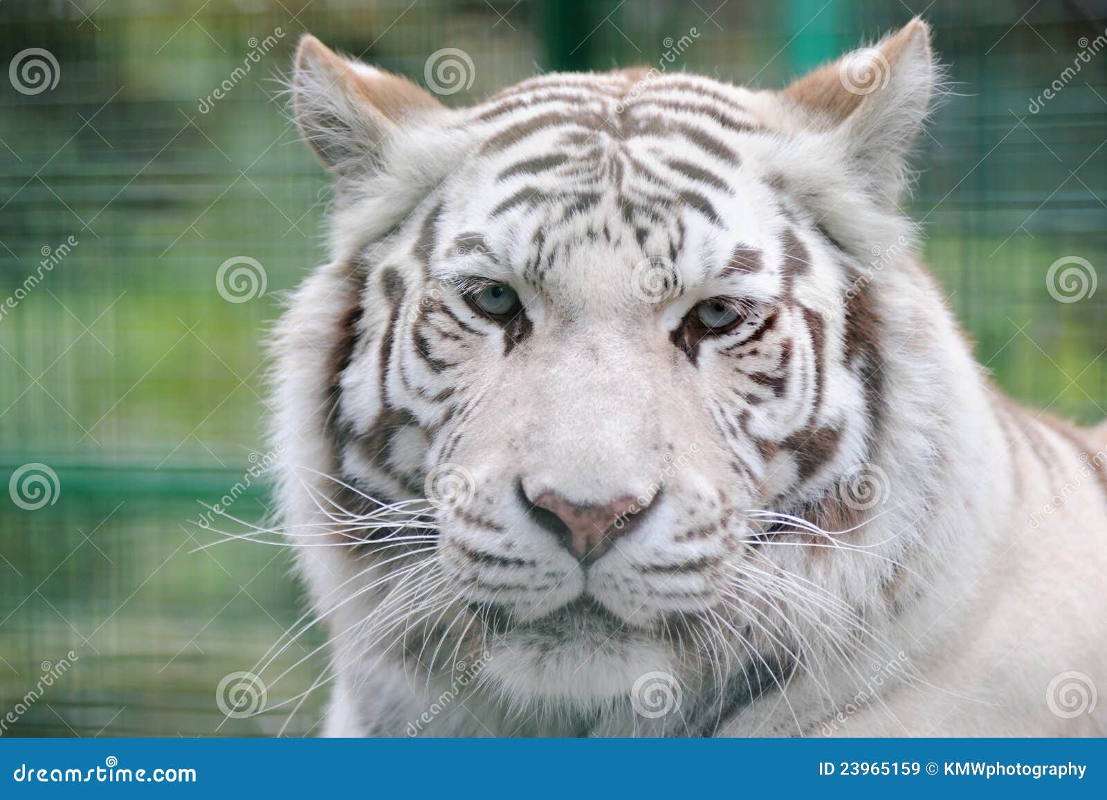 White tiger full face stock image. Image of furry, animal - 23965159