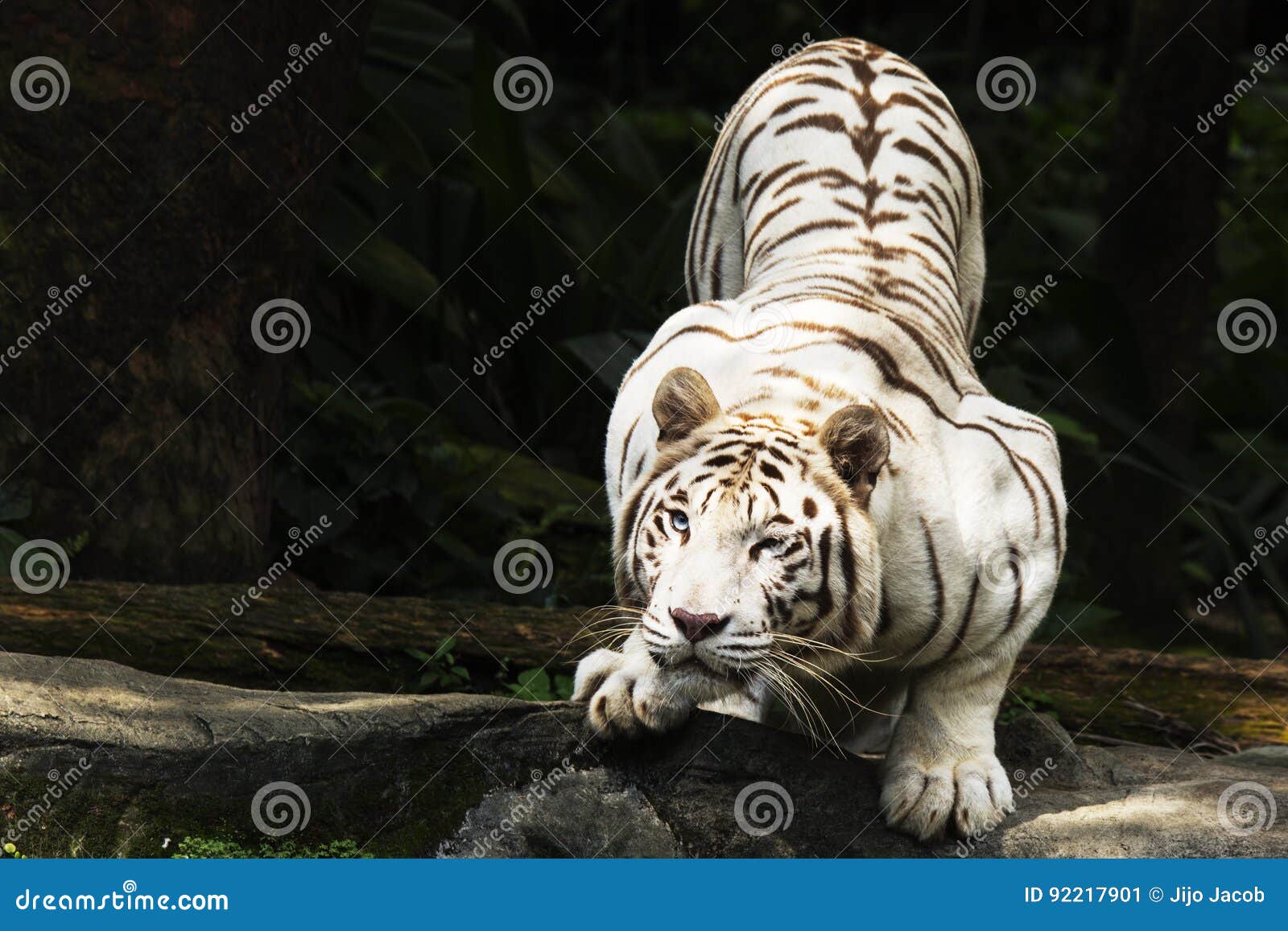 White tiger stock image. Image of tigersingle, angry - 92217901
