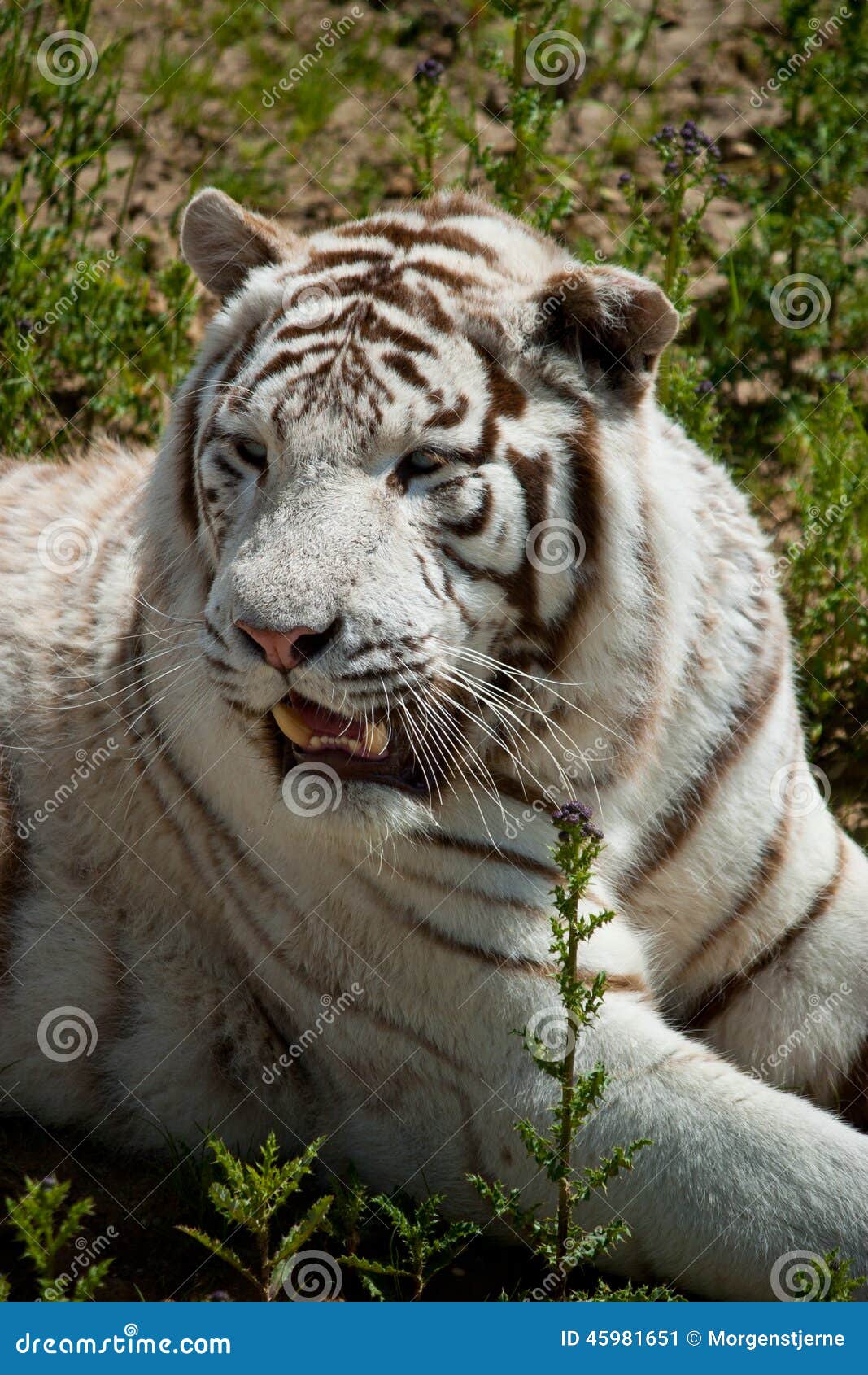 White tiger stock image. Image of whisker, nature, cute - 45981651