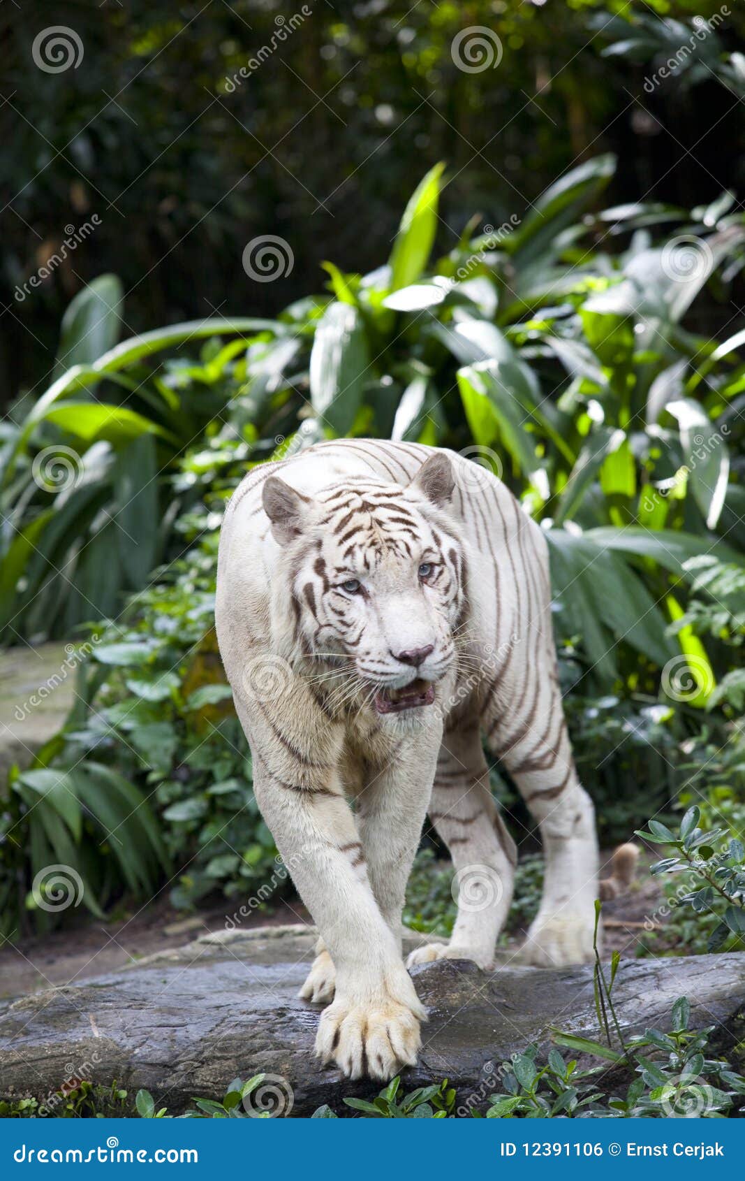 White tiger guarding stock photo. Image of magnificent - 12391106