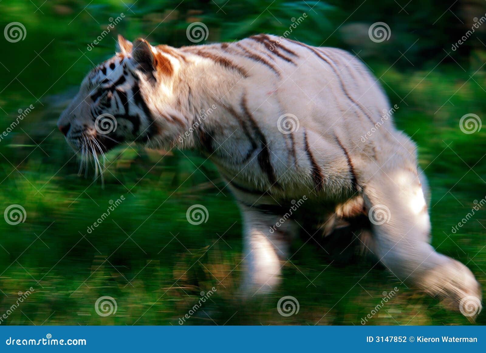 White Tiger High Speed Action Stock Photo - Image of tigers, leaping ...