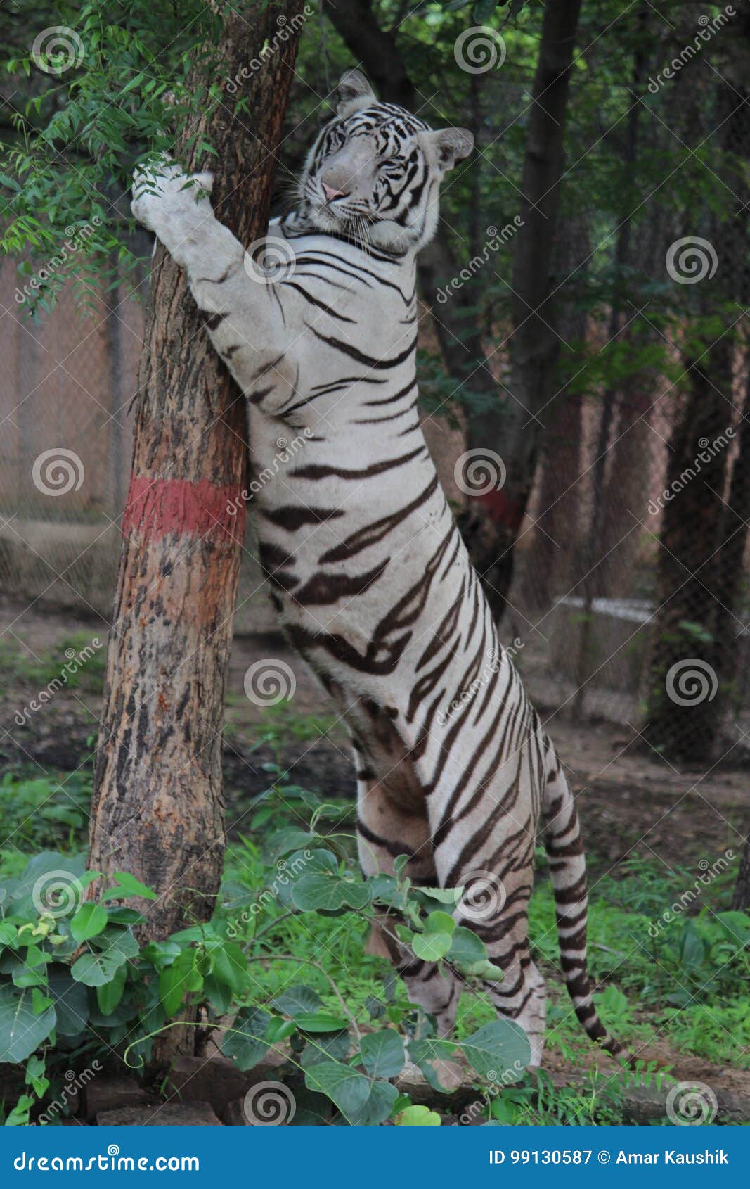 Tree hugging tiger stock image. Image of tree, tiger - 99130587