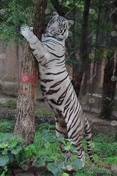 Tiger hugging stock image. Image of tree, tiger, hugging - 99130587