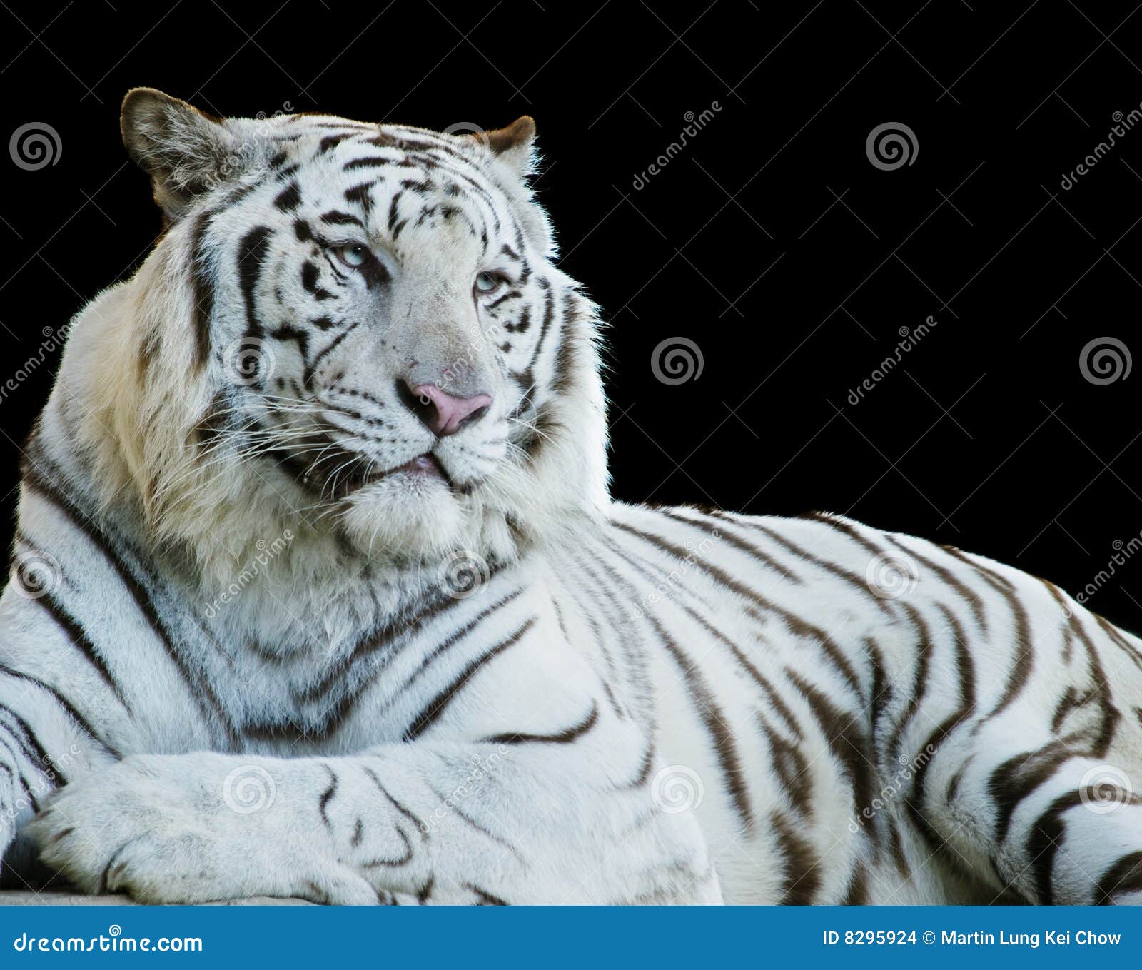 White Tiger Isolated on Black Stock Photo - Image of fierce, exotic ...
