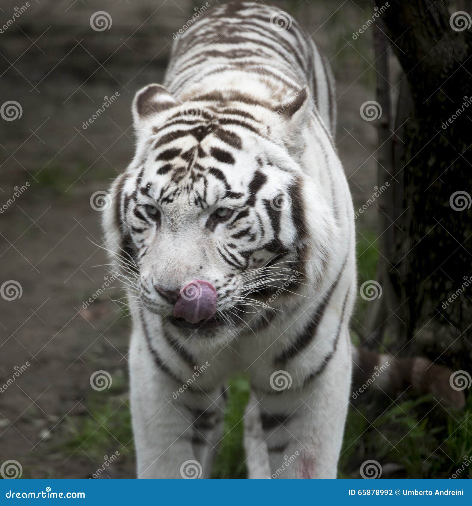 White tiger stock photo. Image of white, carnivore, mustache - 65878992