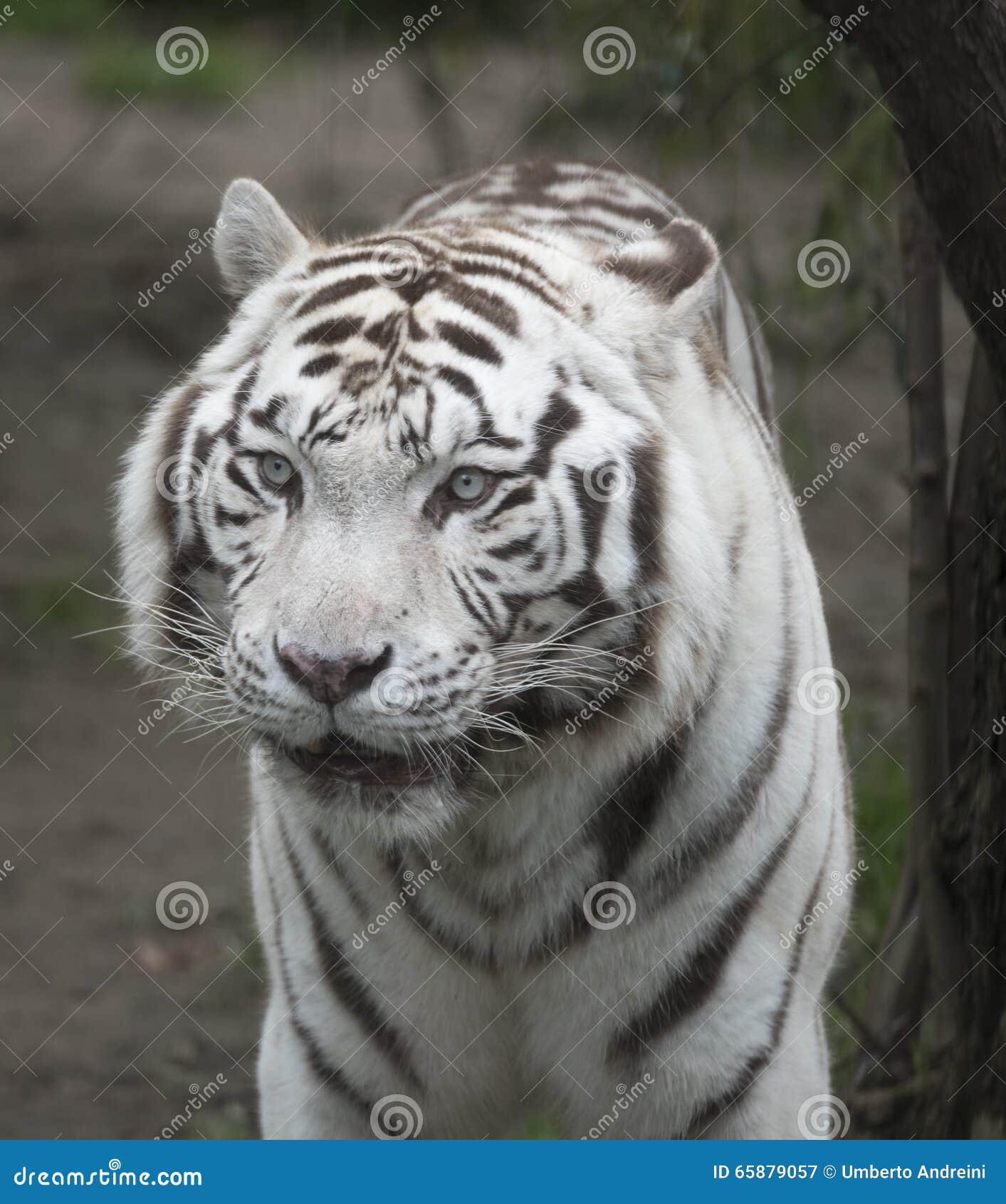 White tiger stock image. Image of strikes, expression - 65879057