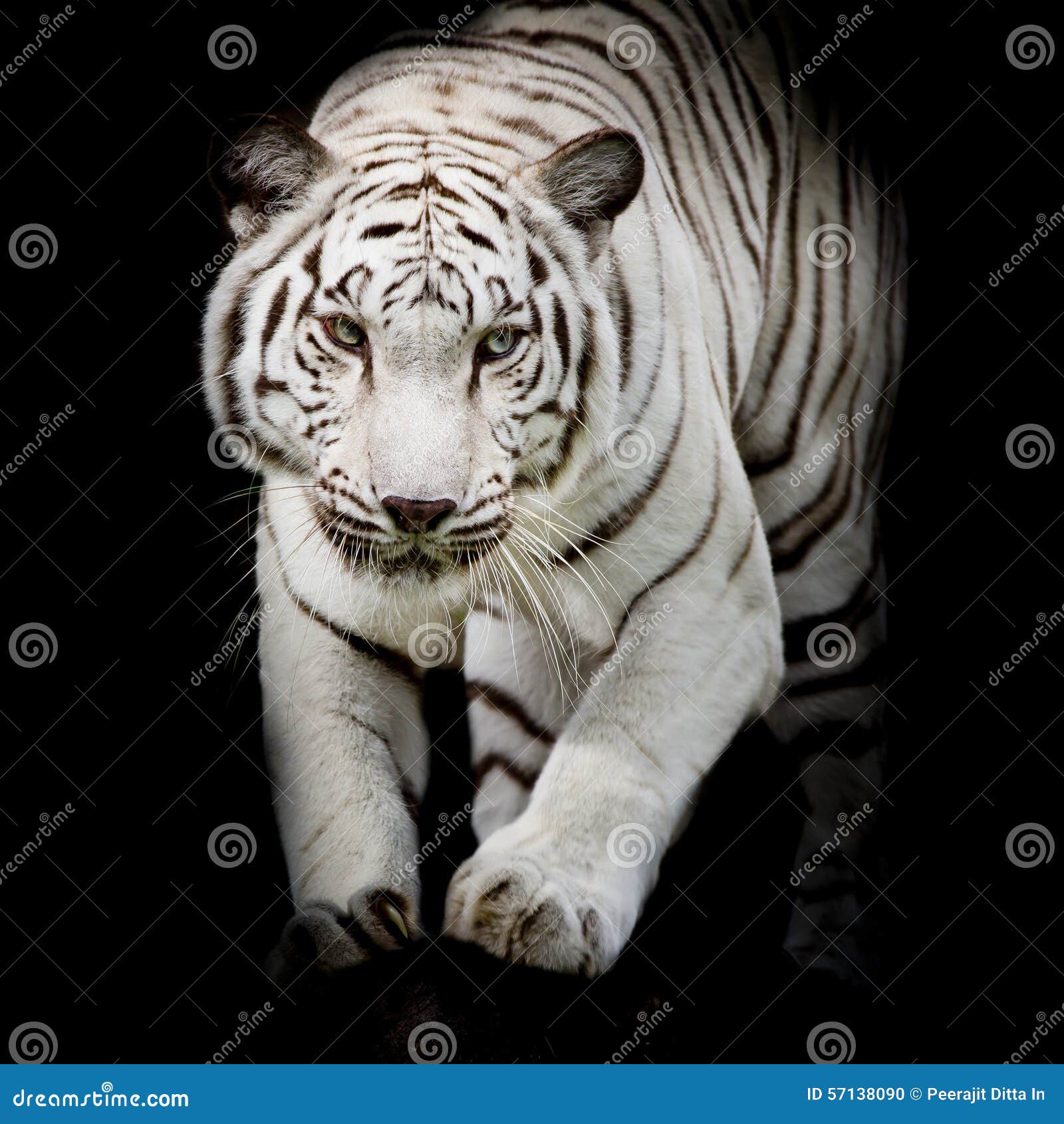 White Tiger Pouncing