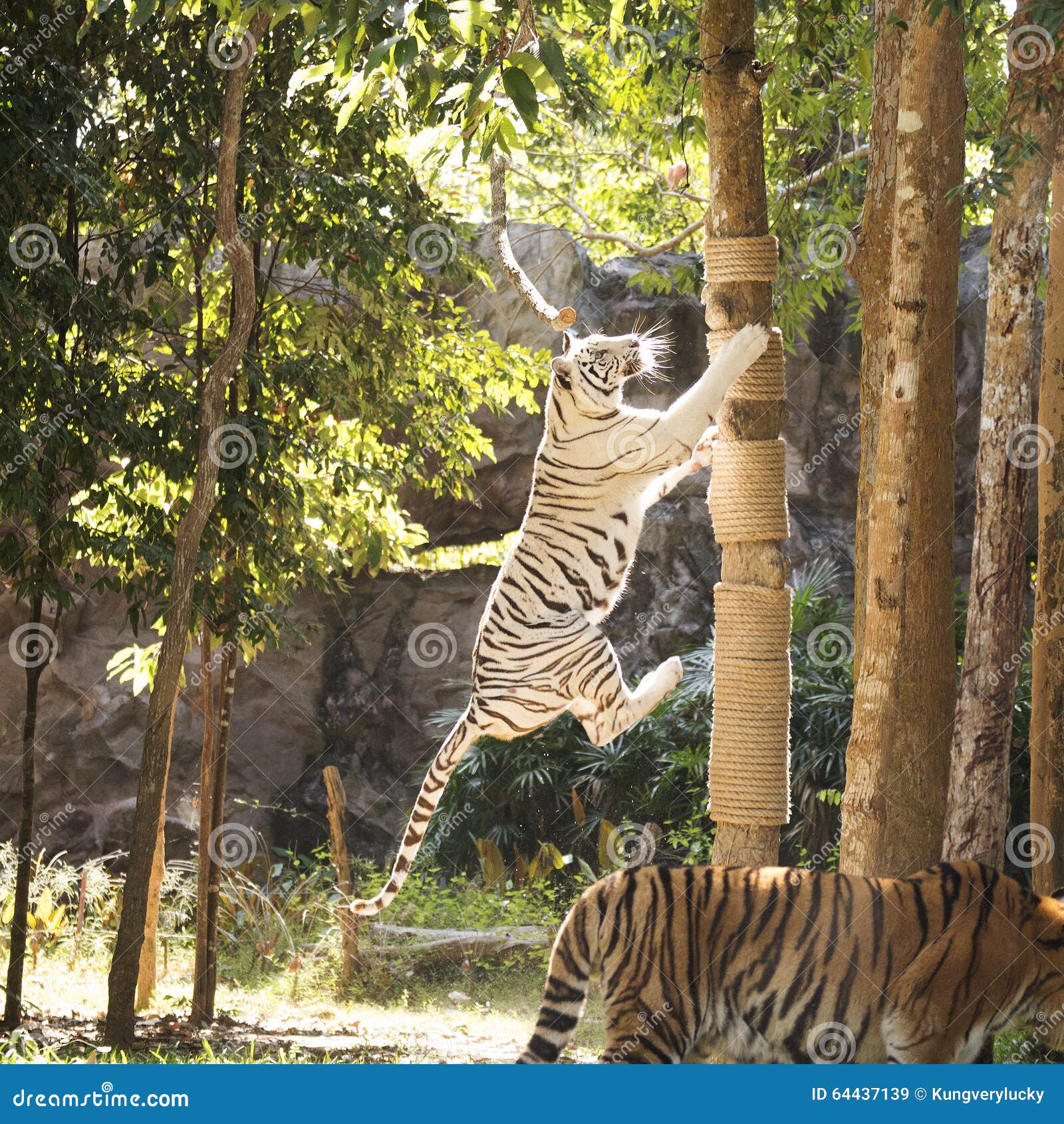 White tiger jumping stock image. Image of animal, tree - 64437139
