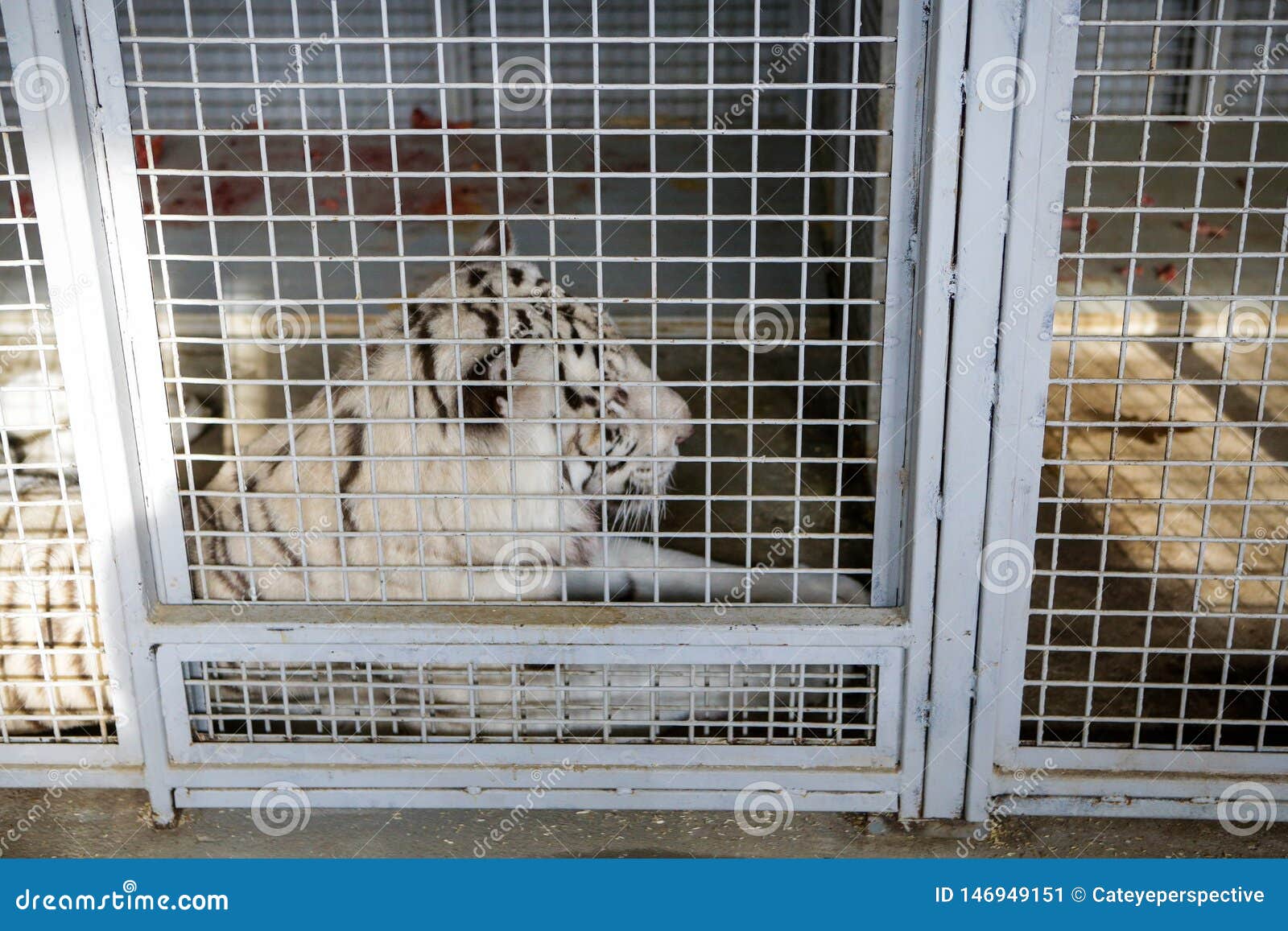 White Tiger Kept in Cage Inside a Circus Menagerie - Animal Abuse Stock ...