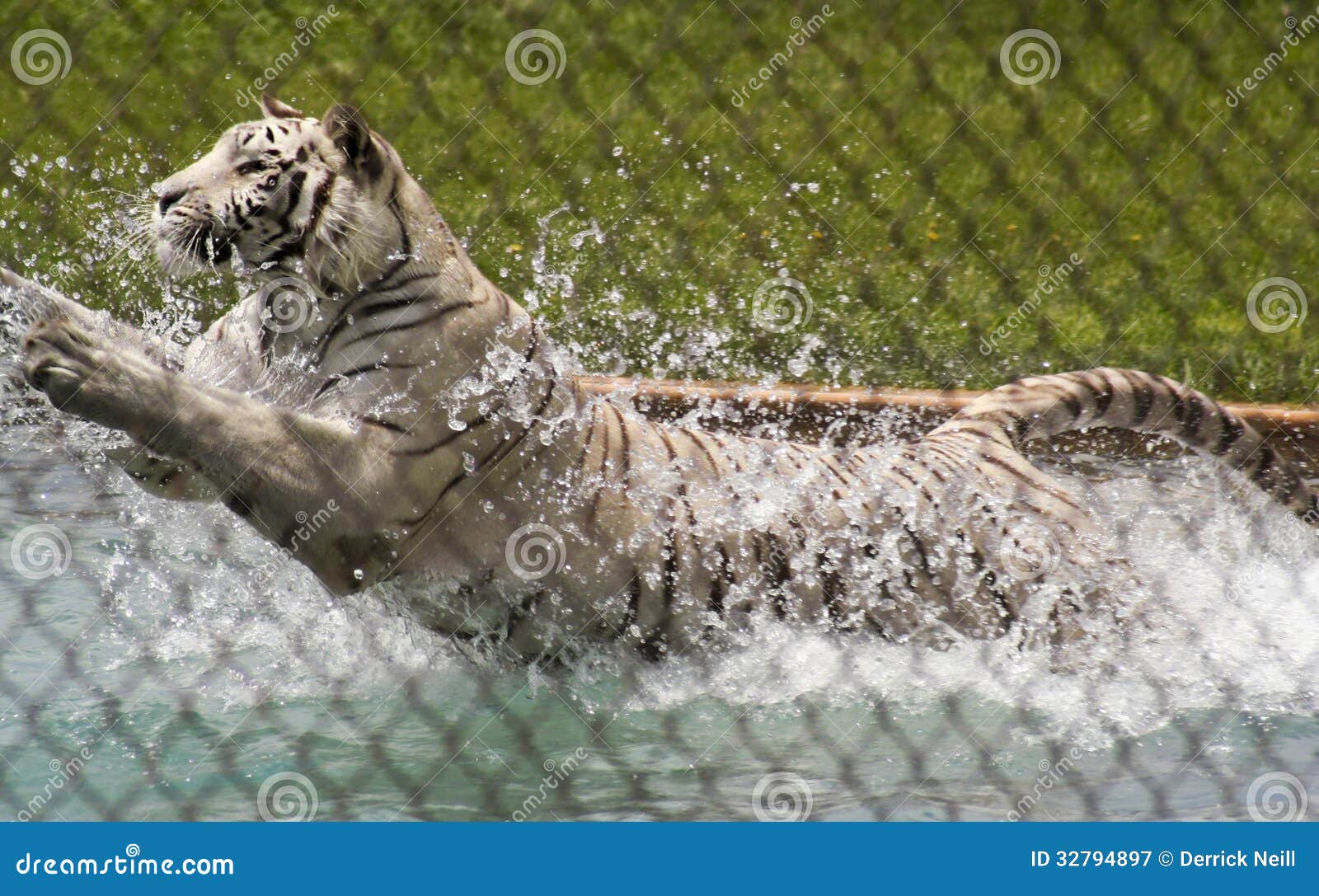 A White Tiger Leaps into Its Pool Stock Image - Image of pond ...