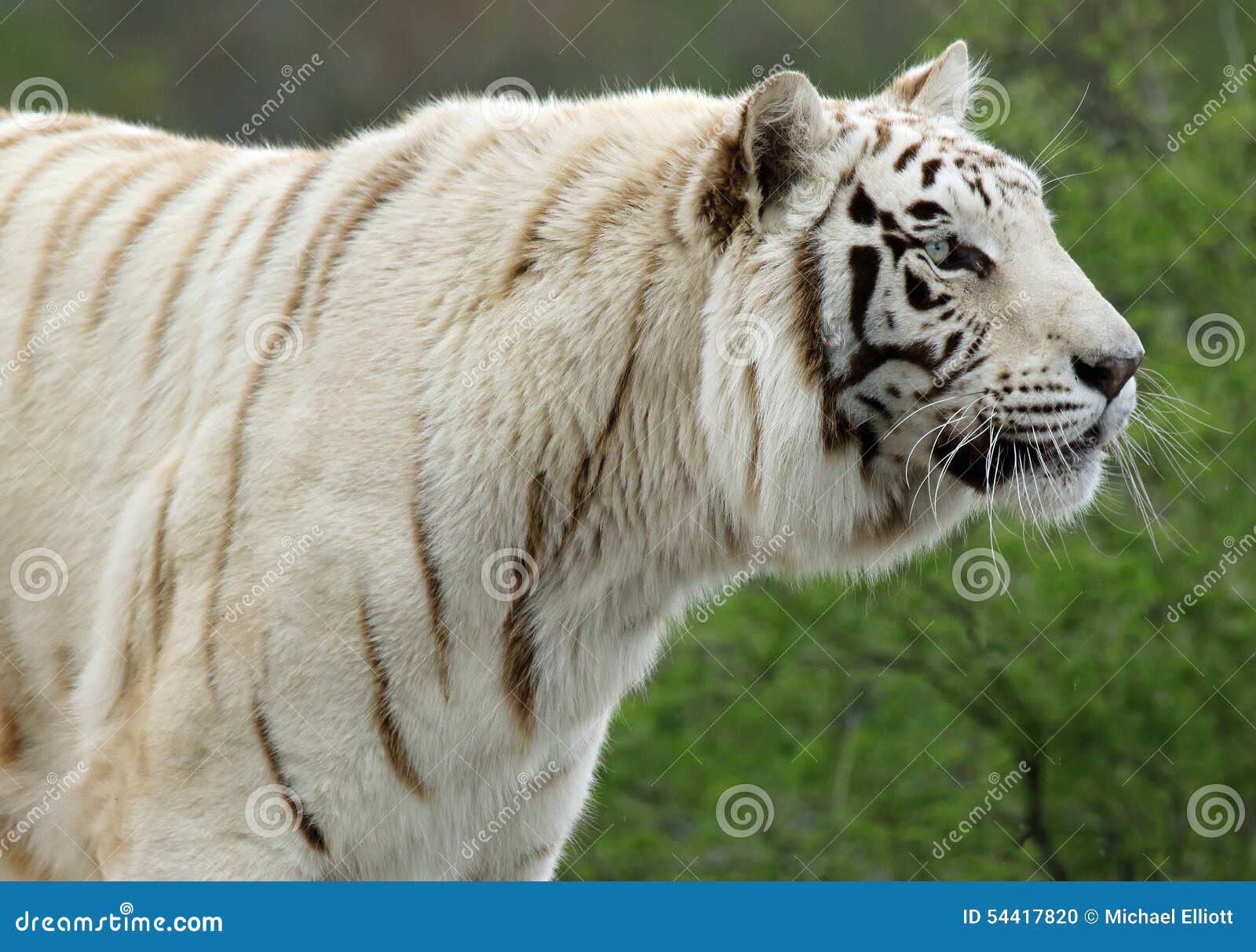 White Tiger stock photo. Image of relaxed, intensity - 54417820