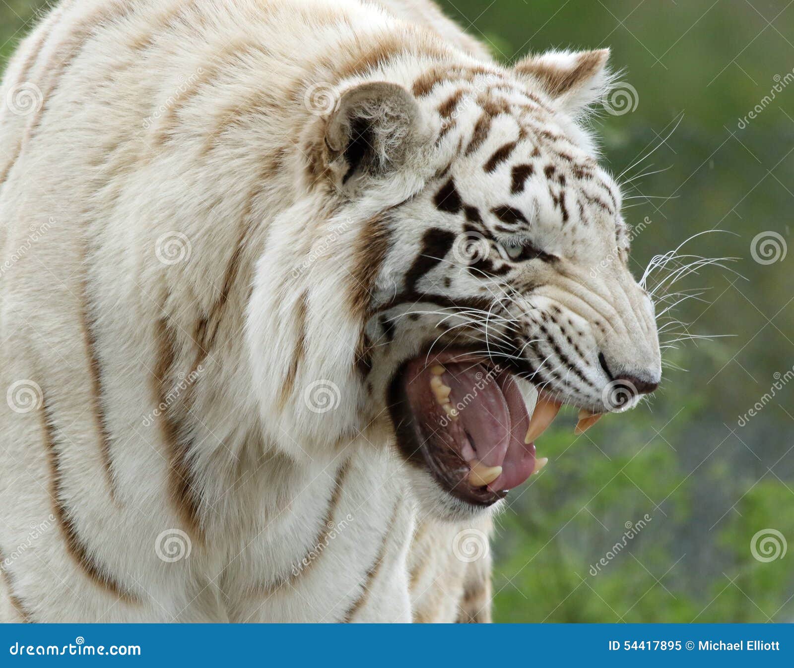 White Tiger stock image. Image of detail, bengal, intensity - 54417895