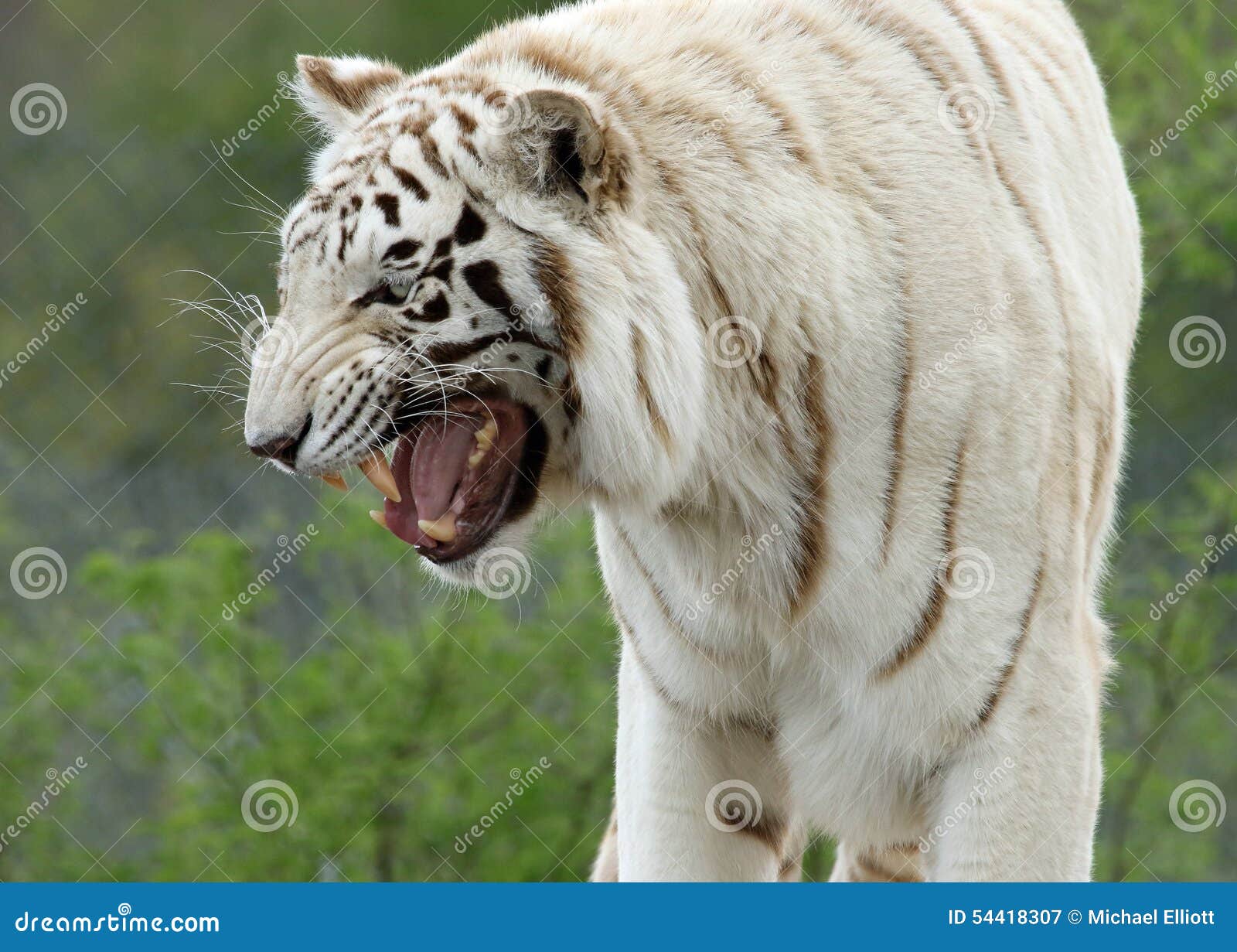 White Tiger stock image. Image of looking, laying, close - 54418307