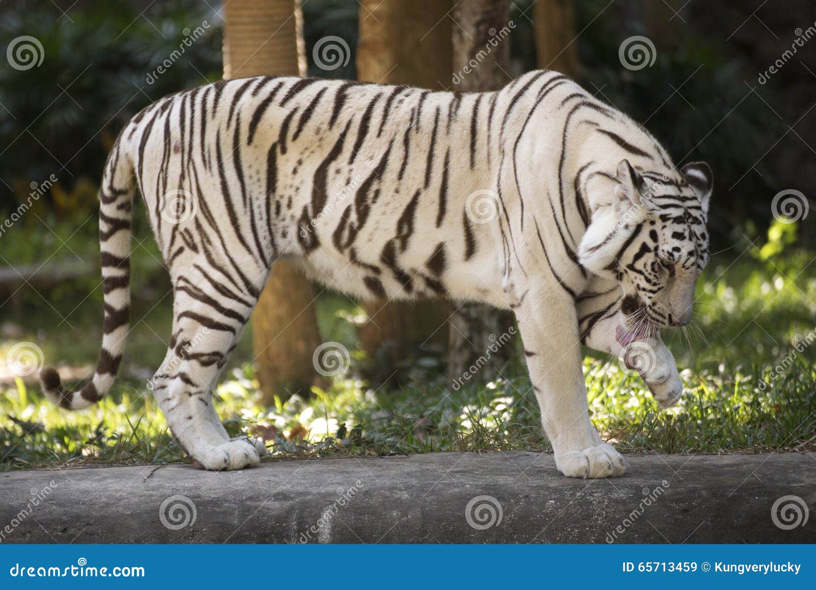 The White Tiger Licking Leg with Tongue Stock Image - Image of nature ...