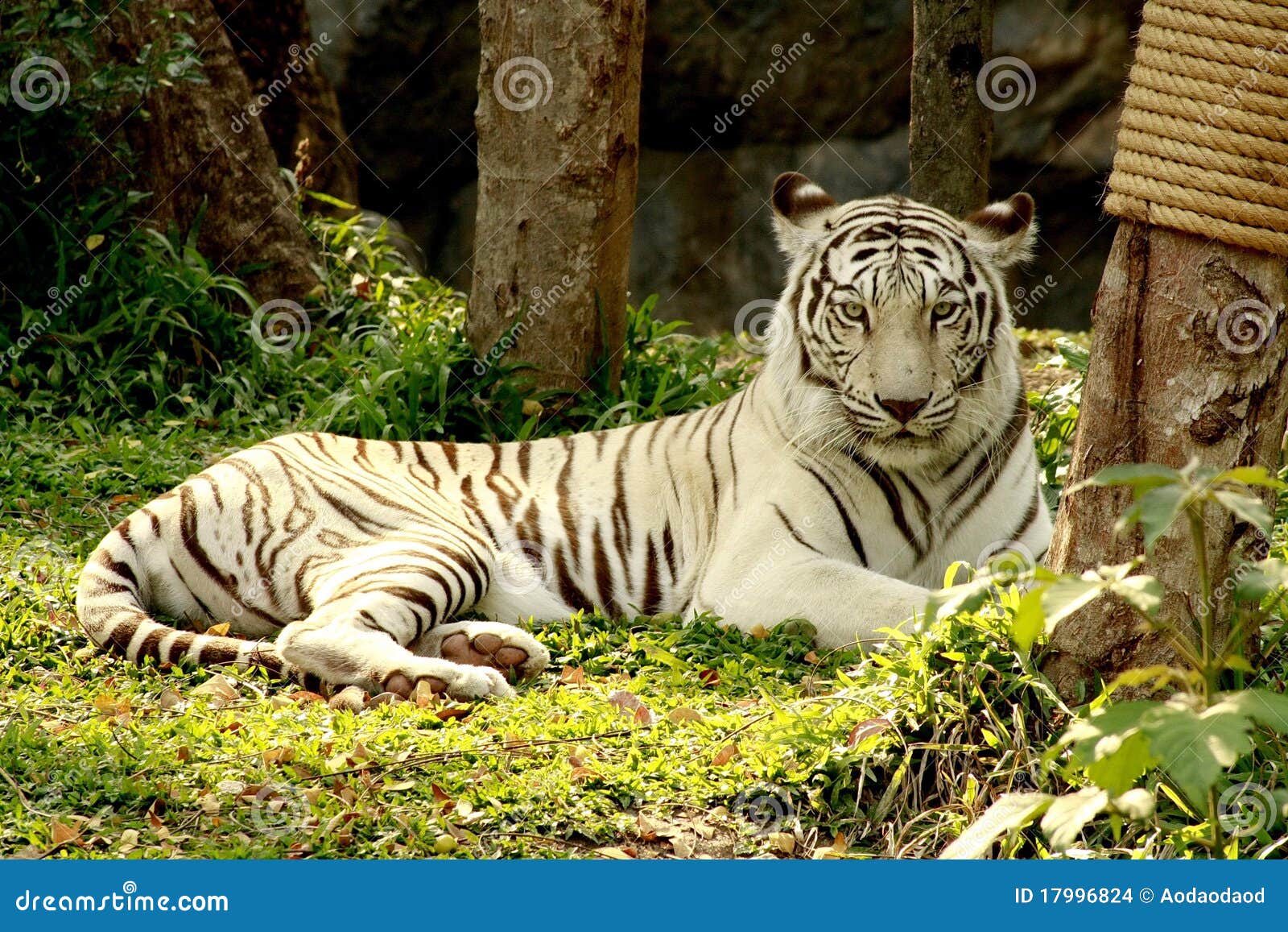White Tiger Lie on Grass in Forest Stock Photo - Image of lion, china ...