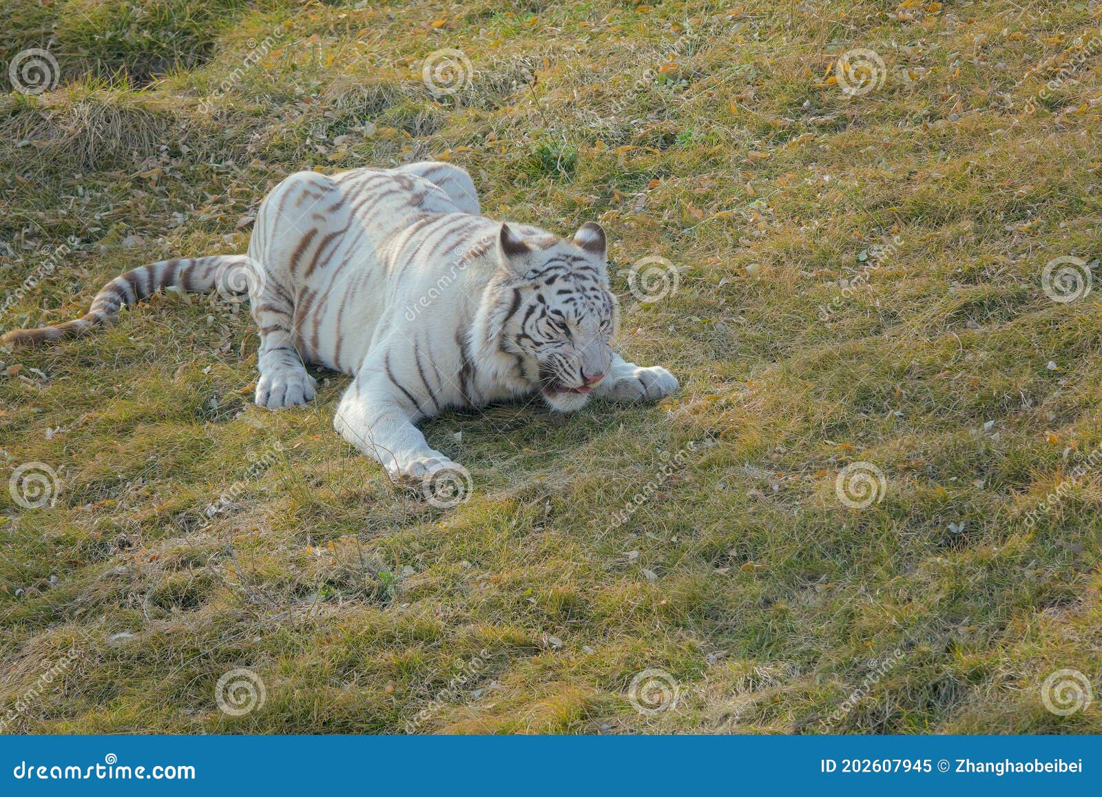 Tiger stock image. Image of feline, wildlife, white - 202607945