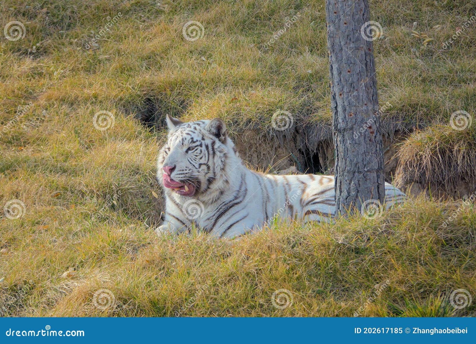 Tiger stock image. Image of mammal, tigris, mammals - 202617185