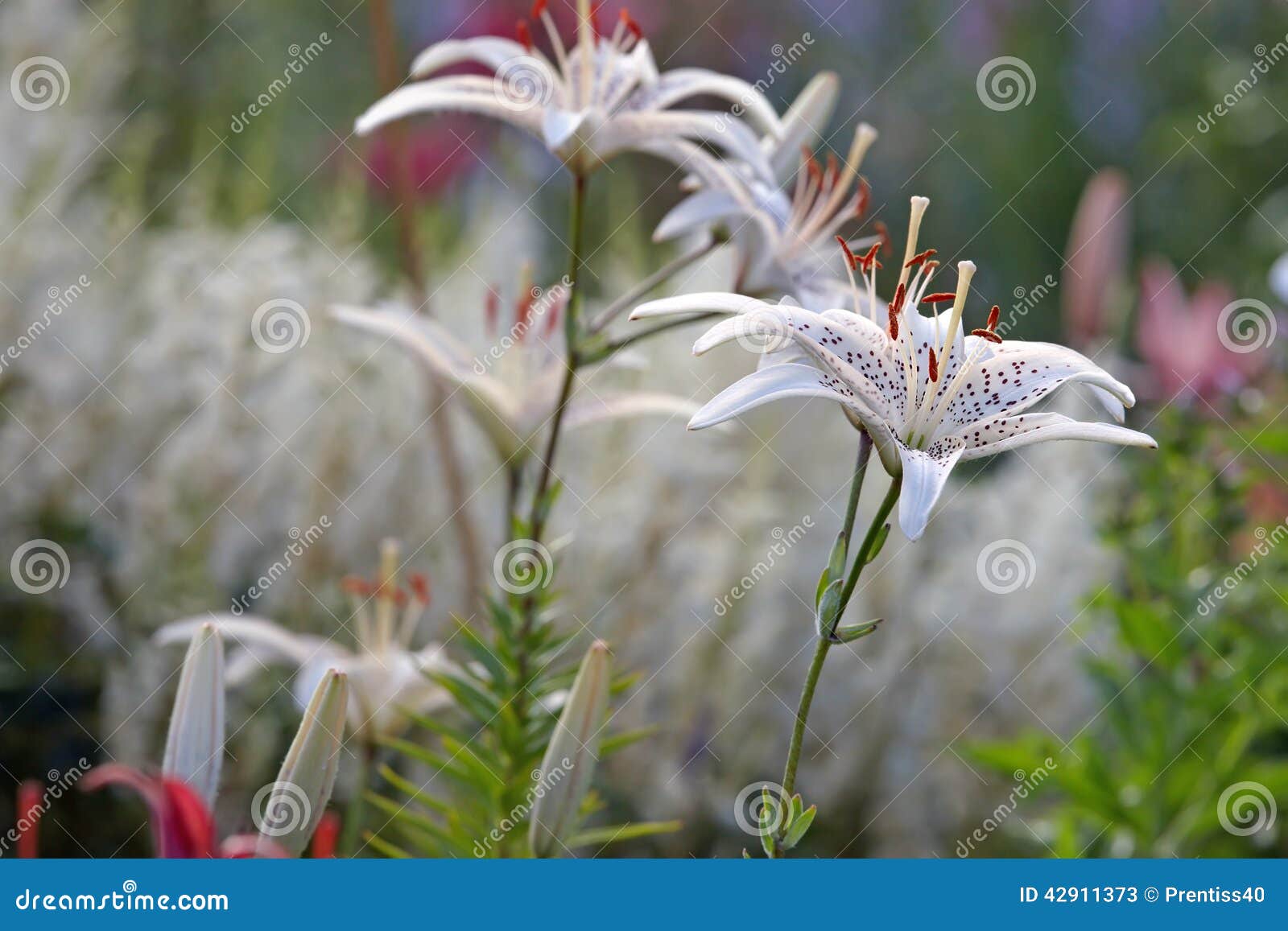 White tiger lilies stock image. Image of plants, pistil - 42911373