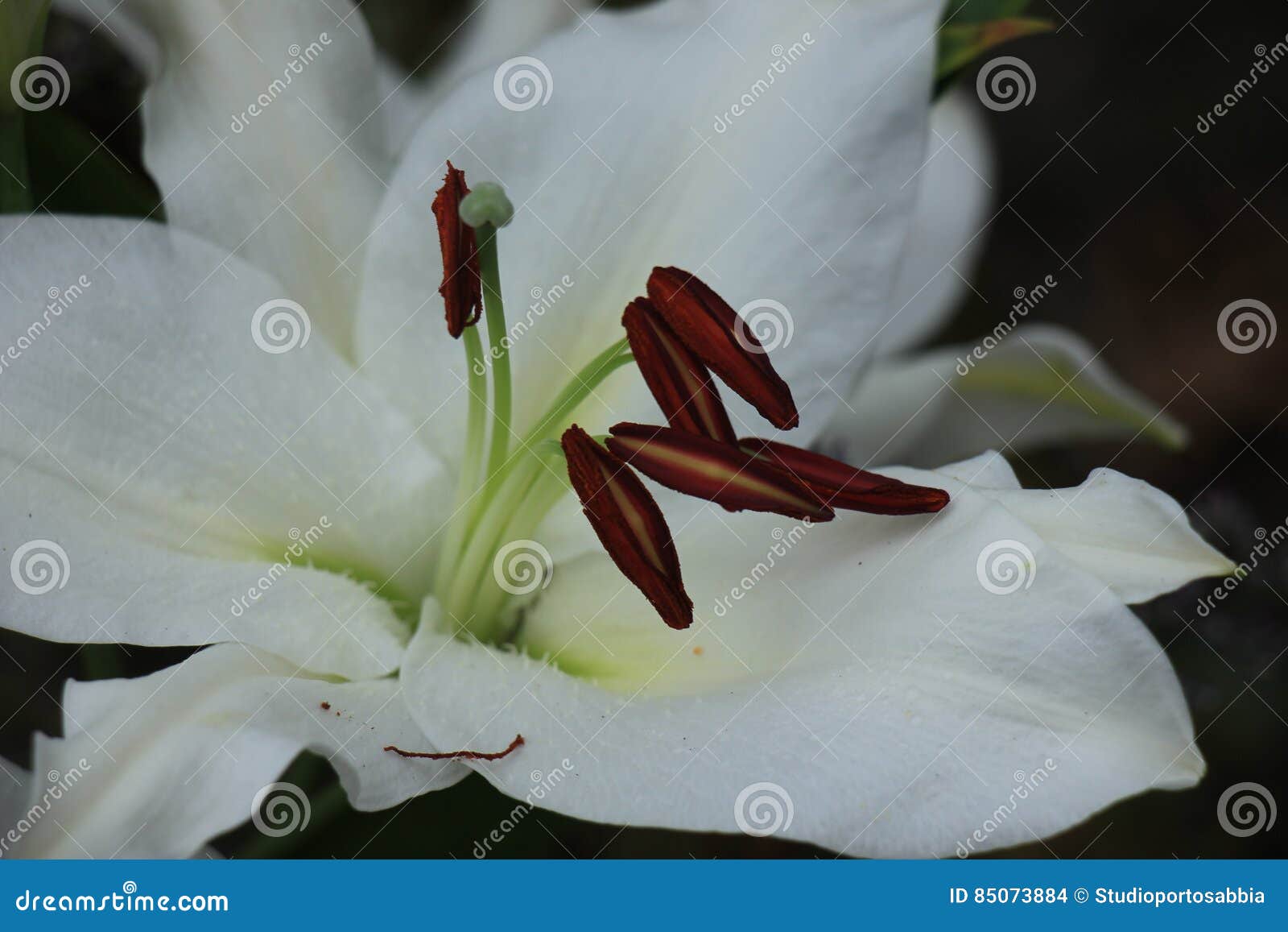 White tiger lily stock photo. Image of petal, lily, flowers - 85073884