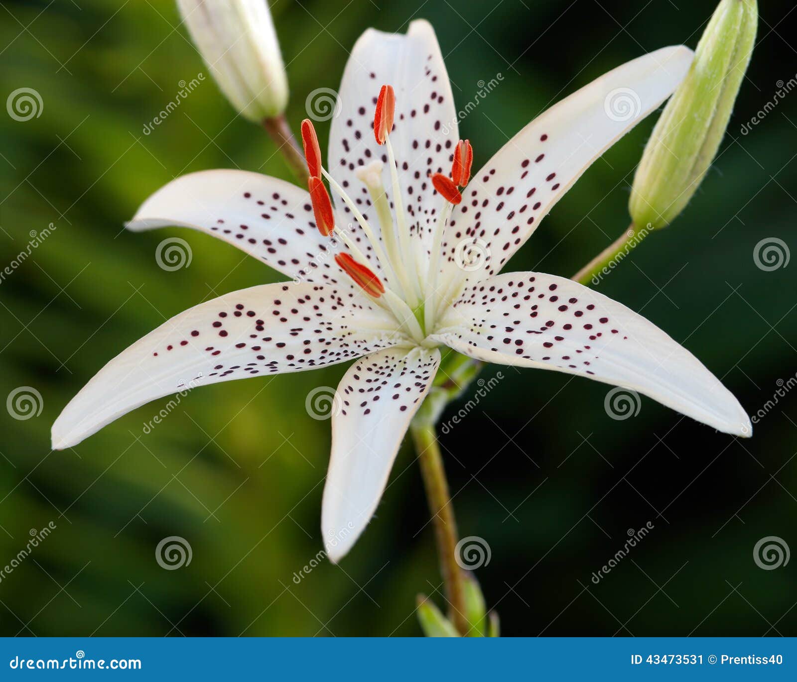 White tiger lily stock image. Image of nature, close - 43473531