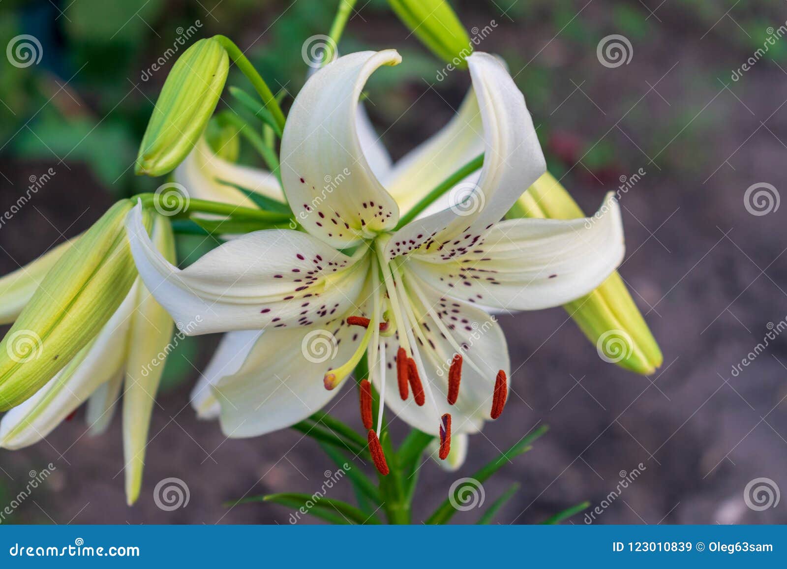 White tiger Lily flower stock image. Image of organic - 123010839