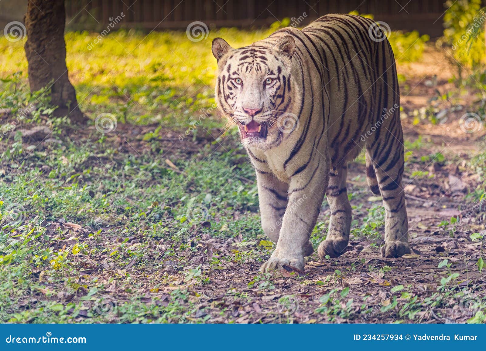 White Tiger Looking into the Camera Stock Photo - Image of striped ...