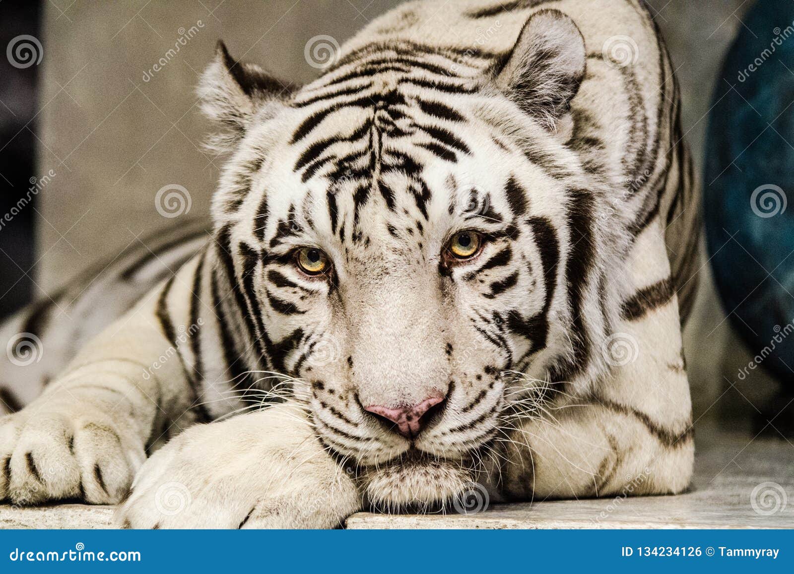 White Tiger Looking at You stock photo. Image of gorgeous - 134234126