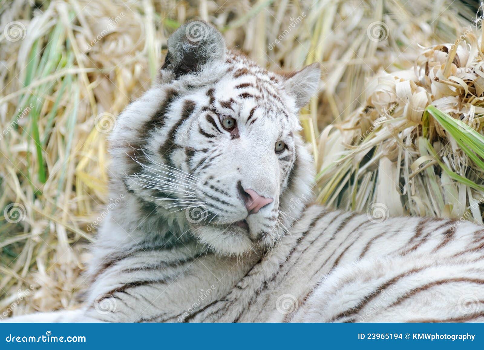 White tiger looks back stock photo. Image of agile, forest - 23965194