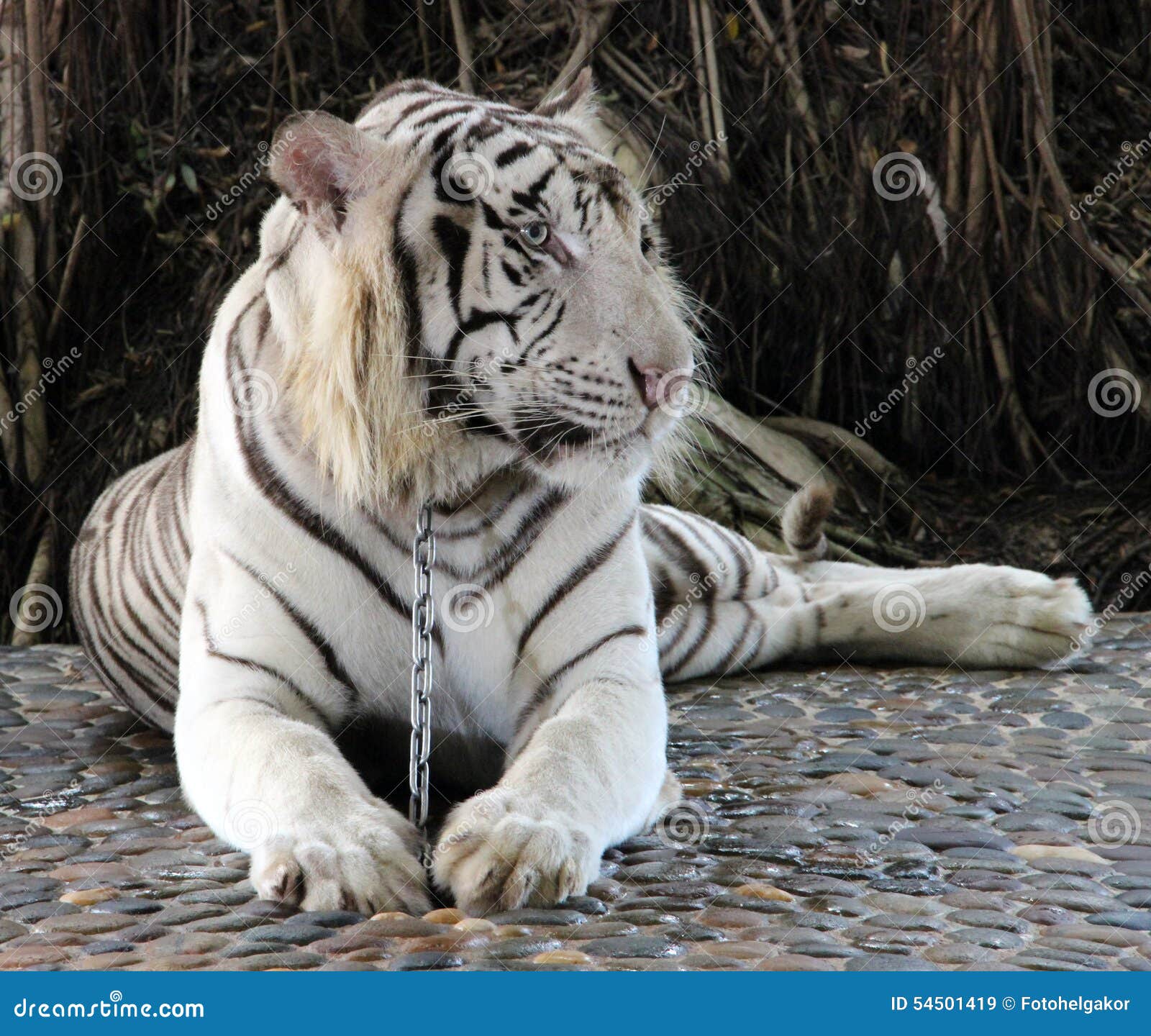 White tiger stock image. Image of cage, species, chain - 54501419