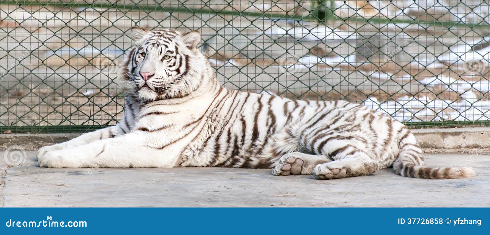 White tiger stock photo. Image of predation, tiger, protection - 37726858
