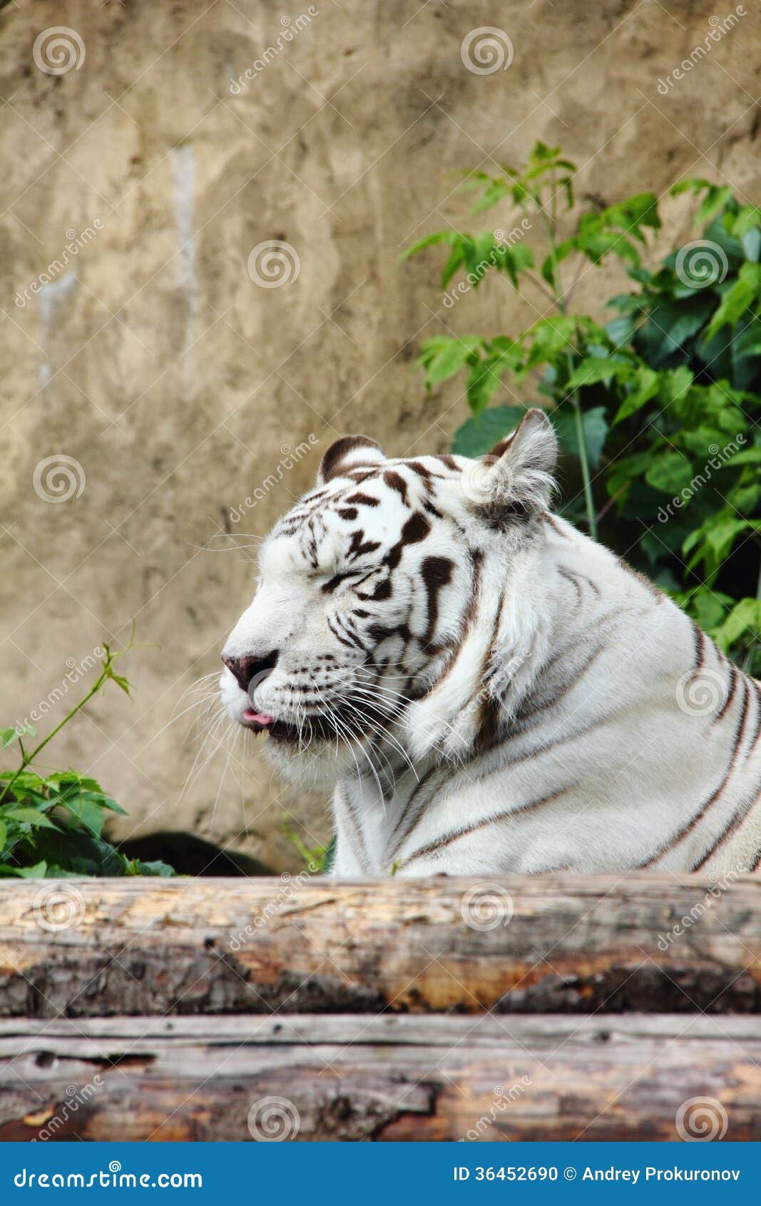 Tiger Walking Front View Roaring Stock Photos - Free & Royalty-Free ...