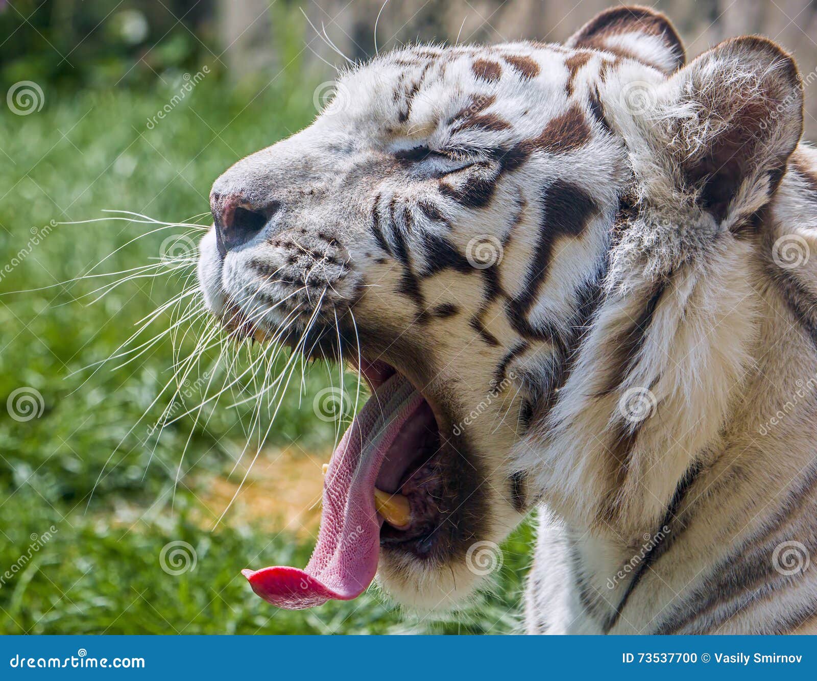 White tiger stock photo. Image of tiger, feline, grin - 73537700