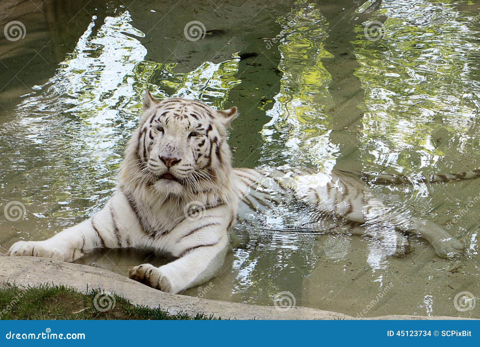 White tiger stock photo. Image of space, animal, digital - 45123734
