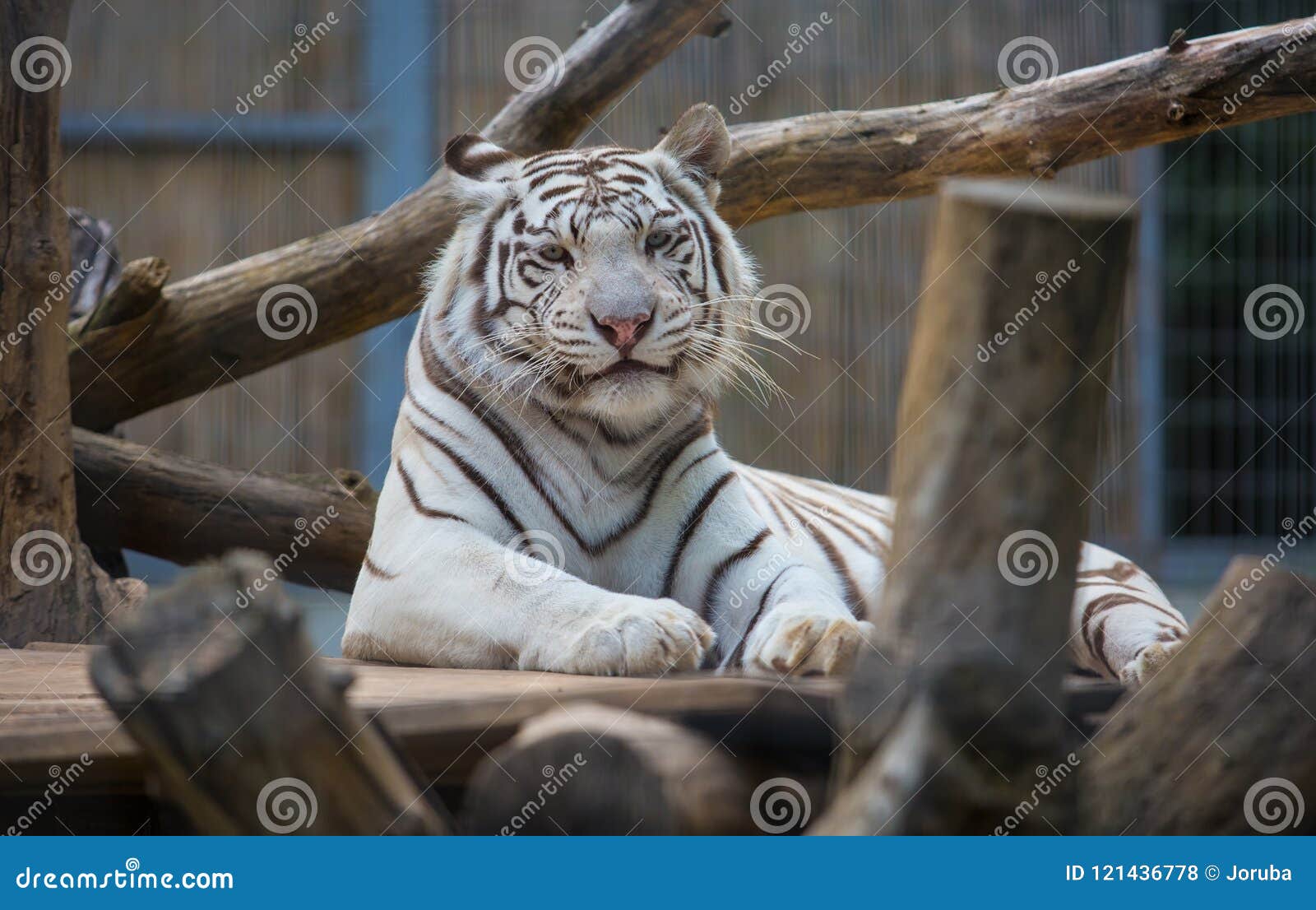 White tiger stock photo. Image of relax, bengal, mammal - 121436778