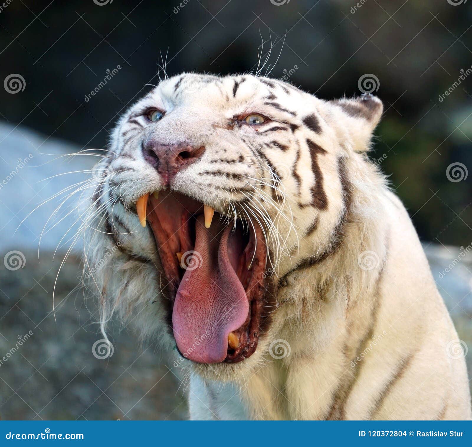 Tiger Open Mouth Stock Photos - Download 732 Royalty Free Photos