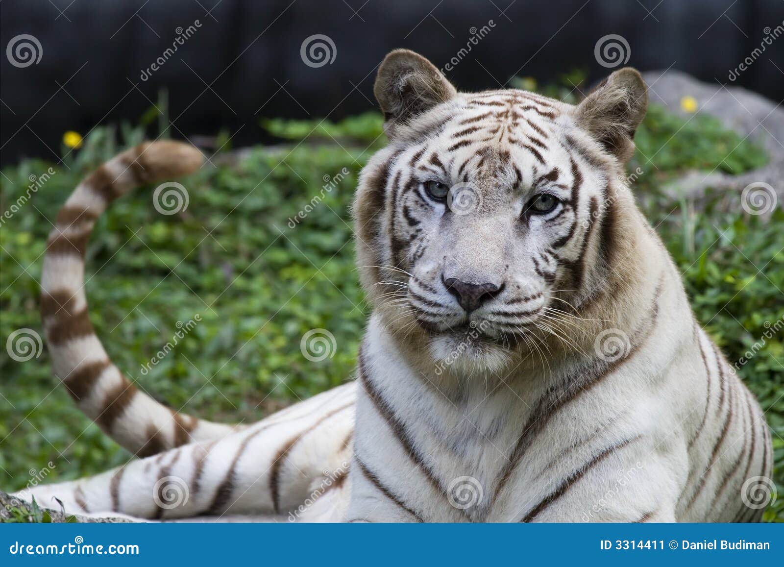 White Tiger Panthera Tigris Stock Image - Image of danger, feline: 3314411