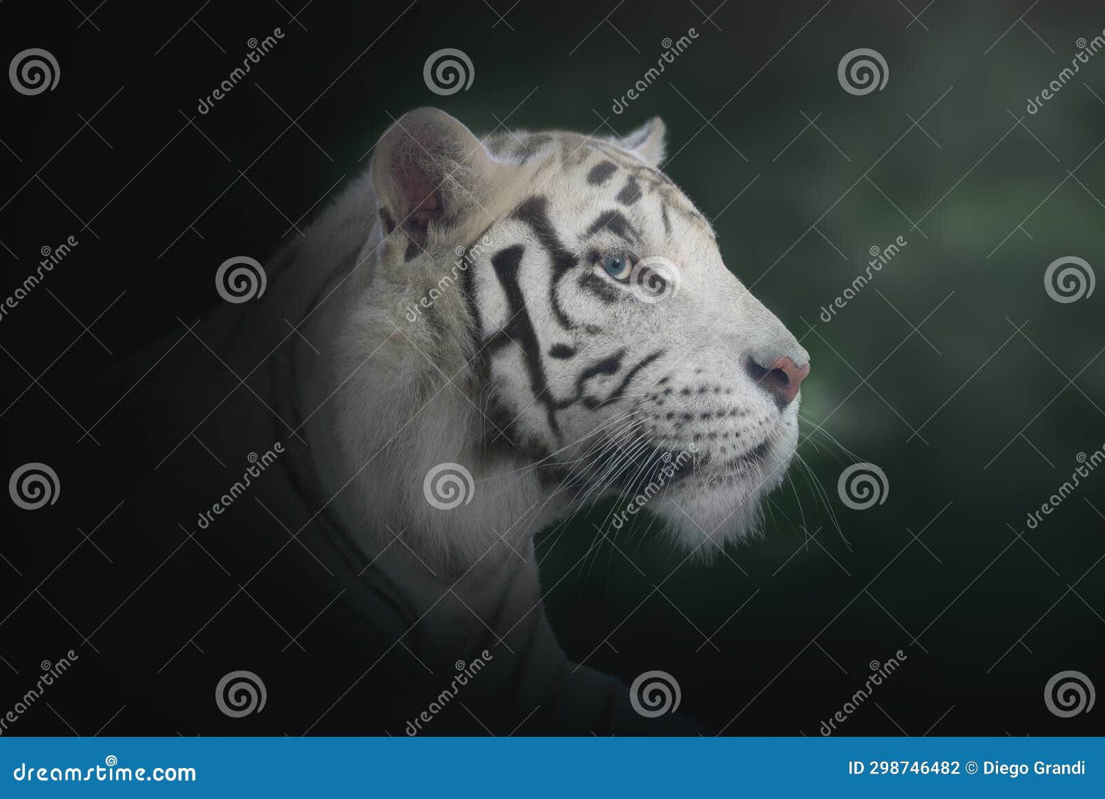 White Tiger - Leucistic Tiger Stock Photo - Image of panthera, bengal ...