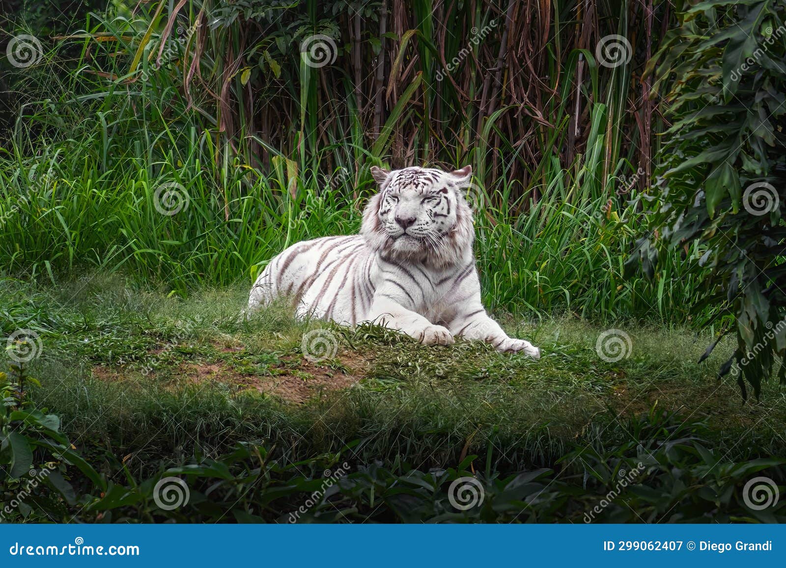 White Tiger - Leucistic Tiger Stock Image - Image of albino, portrait ...