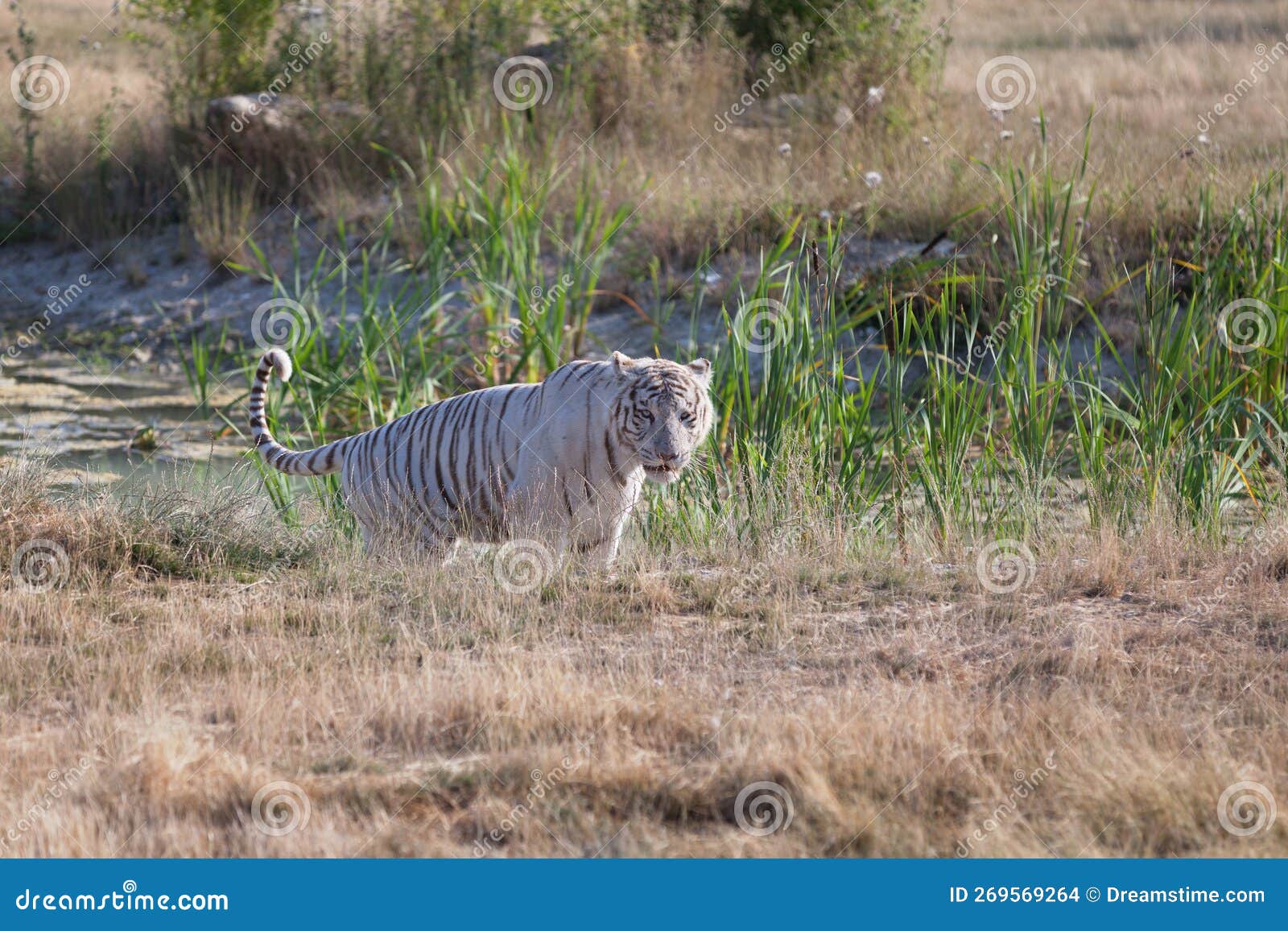 White tiger in patrol stock photo. Image of sunlight - 269569264