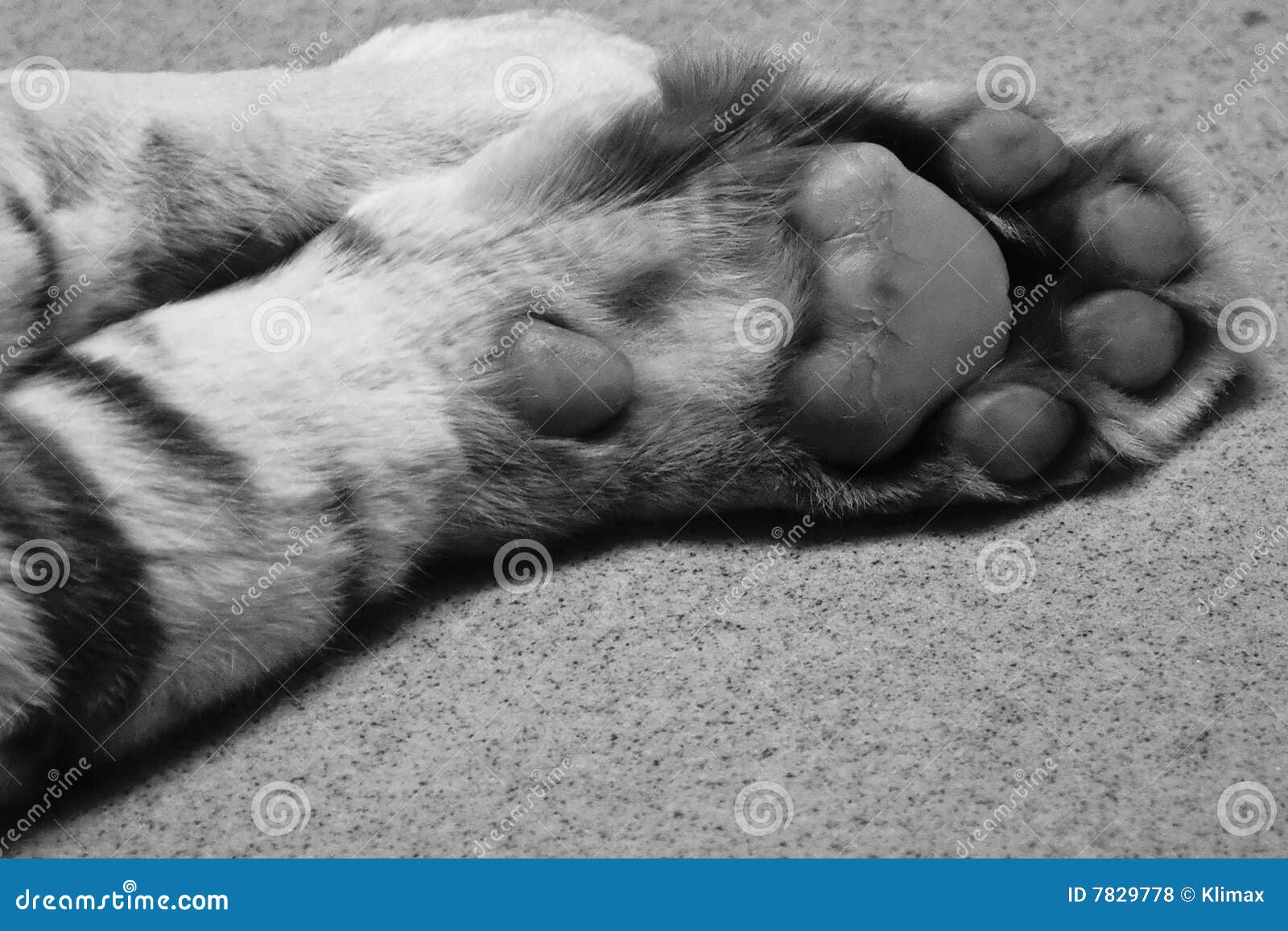 White tiger paw stock photo. Image of animal, stare, tiger - 7829778
