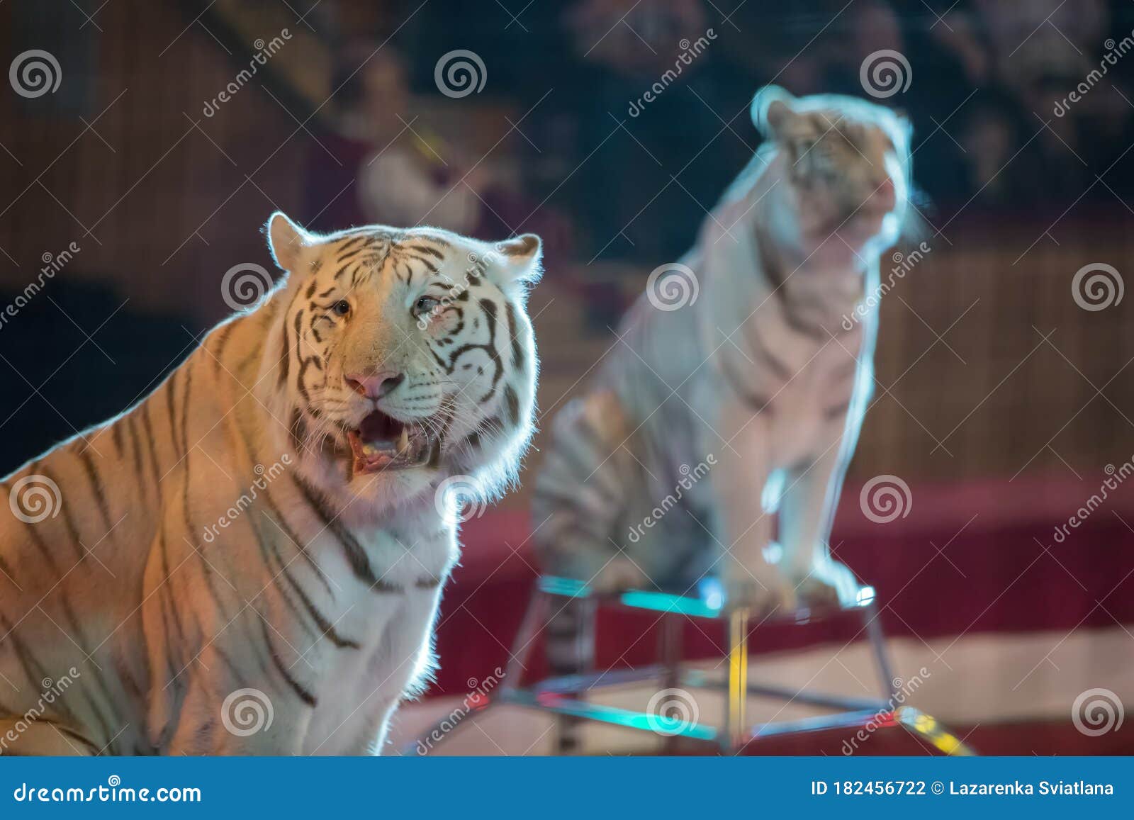 White tiger in the circus stock photo. Image of colorful - 182456722