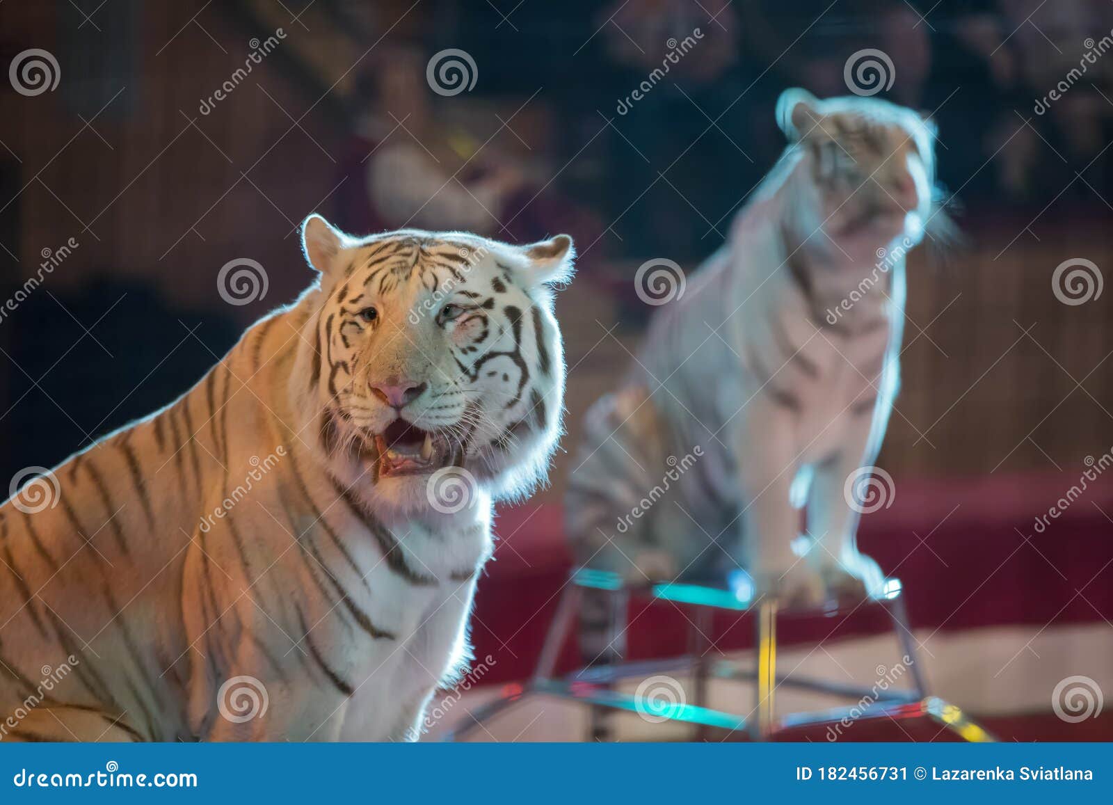 Tiger in the circus stock image. Image of indoor, petting - 182456731
