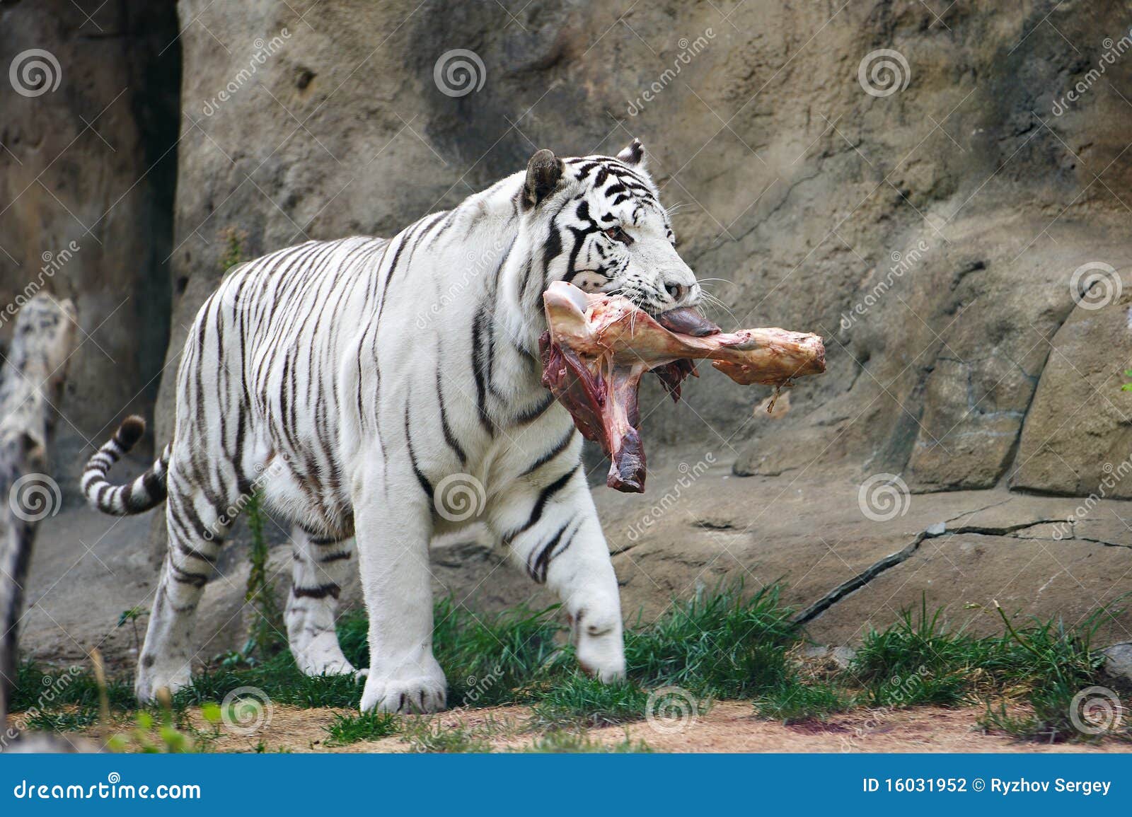 Tigre Blanco Comiendo