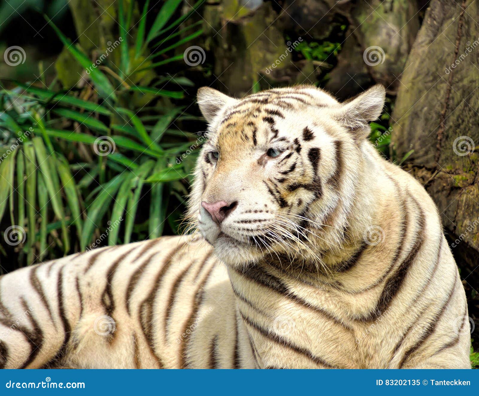 White Tiger Posing in Front of the Camera Stock Image - Image of forest ...