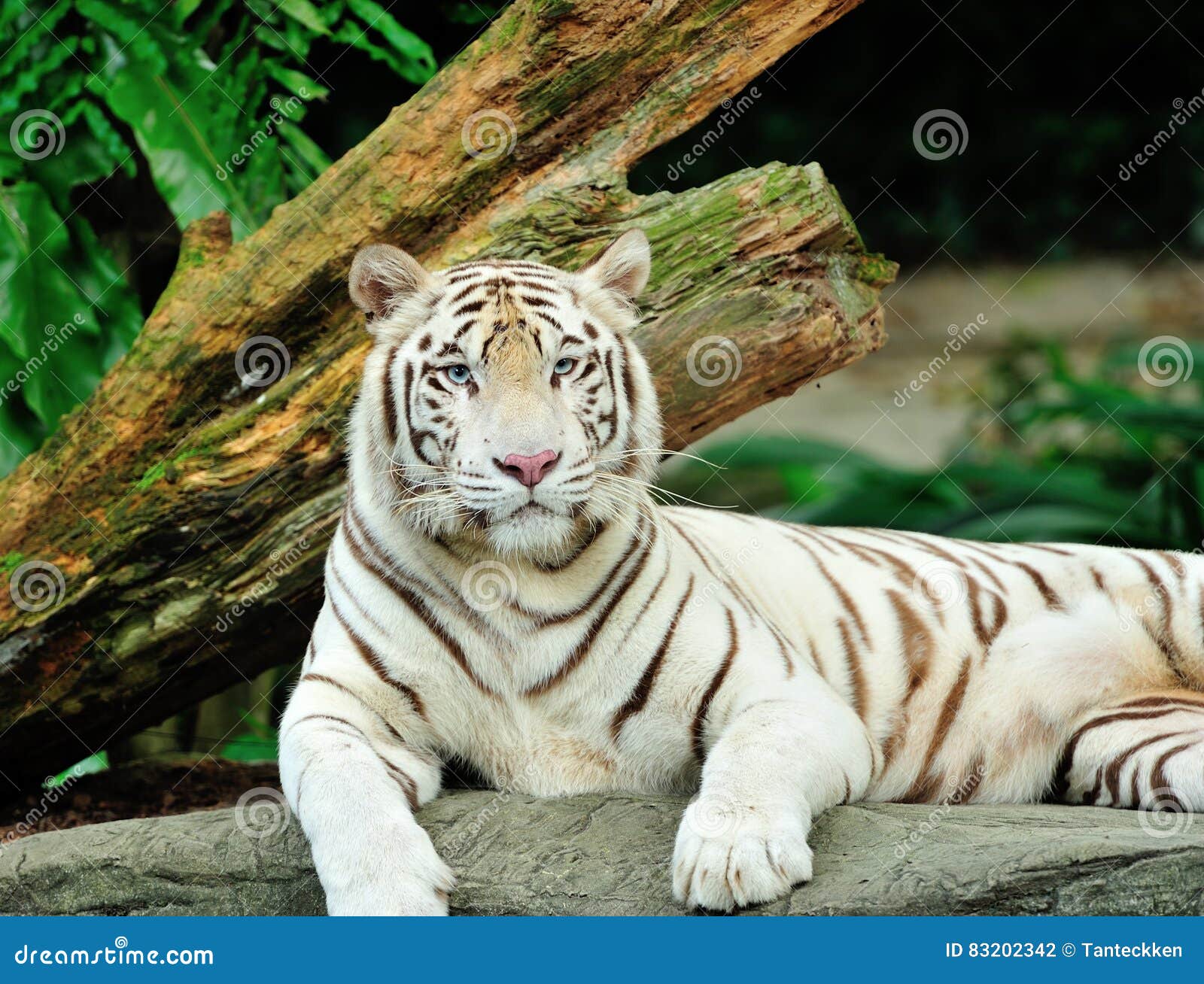 White Tiger Posing in Front of the Camera Stock Photo - Image of wild ...