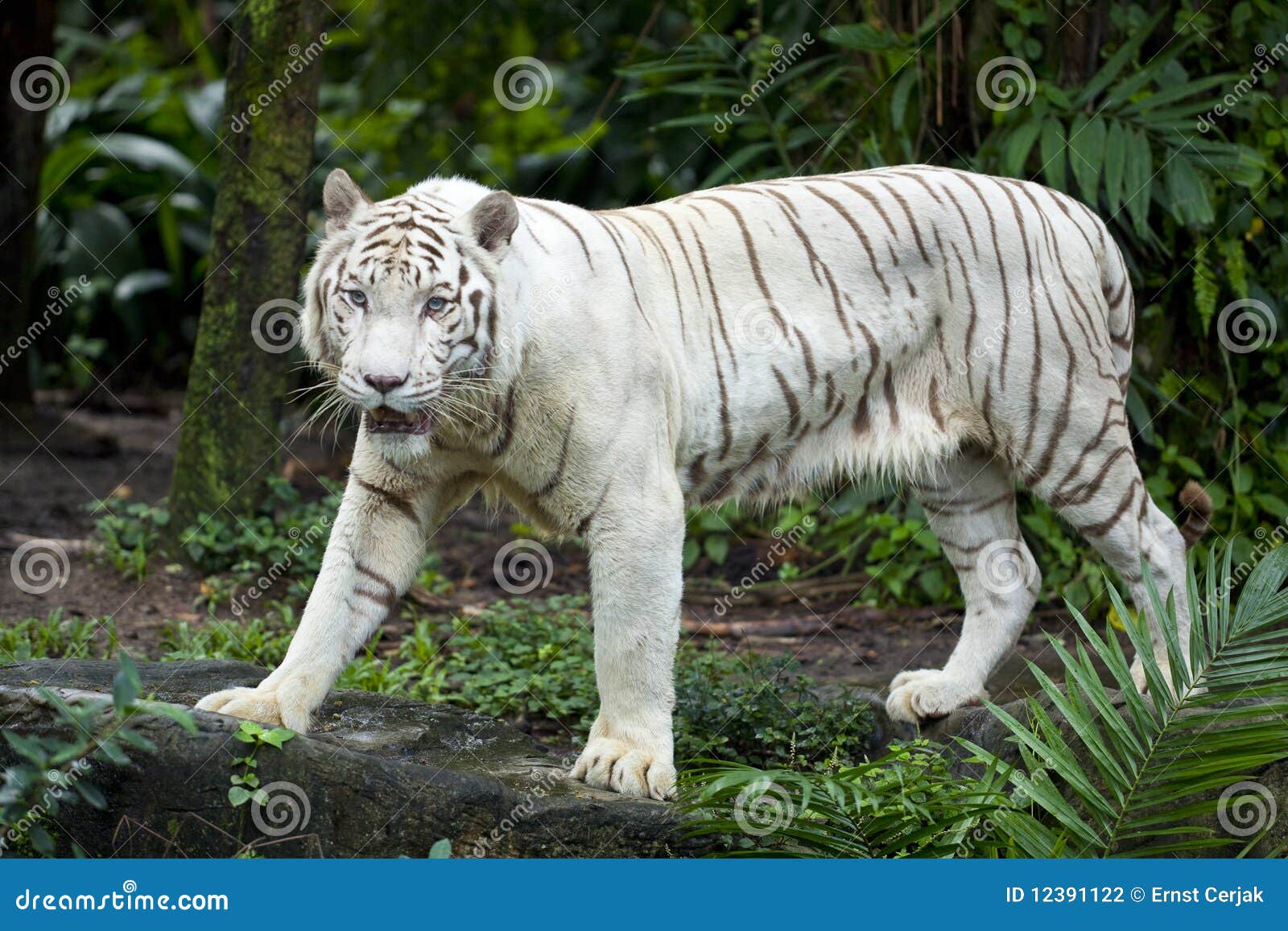 White tiger prance stock photo. Image of majestic, feline - 12391122